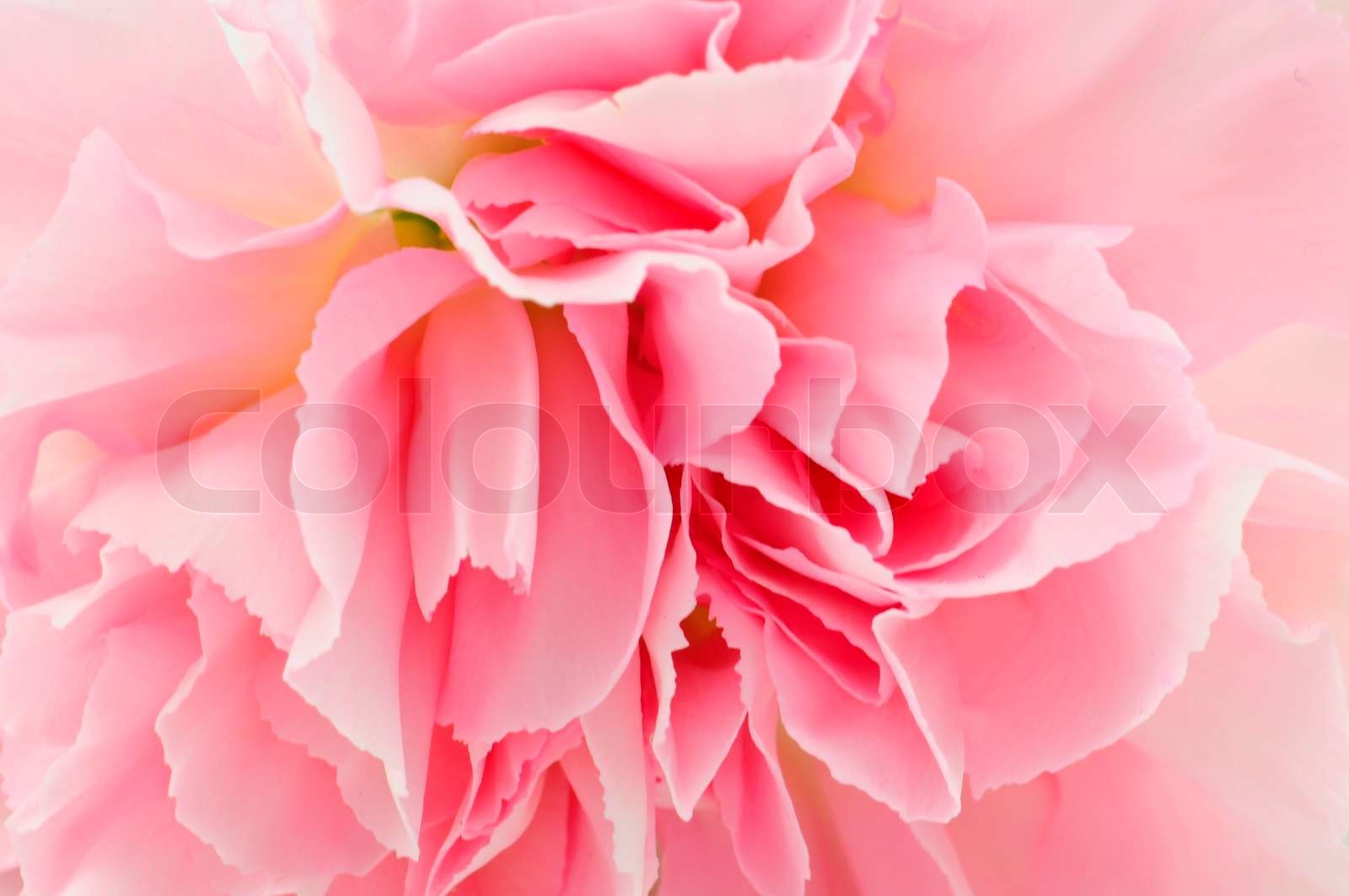 Rosa Nelke auf weißem Hintergrund | Stock Bild | Colourbox