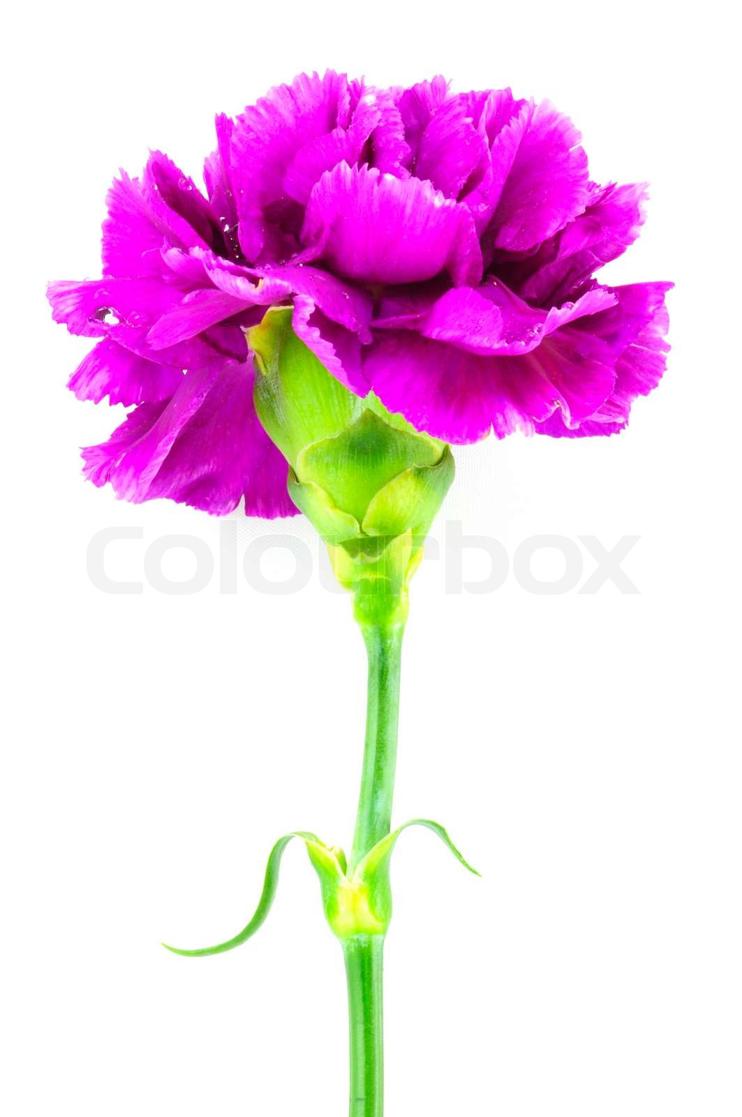 Lila Nelke auf weißem Hintergrund | Stock Bild | Colourbox
