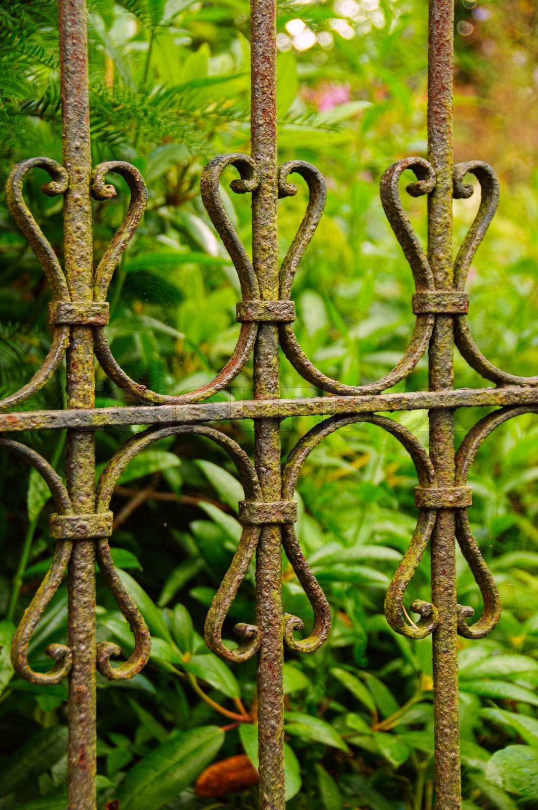 Old-fashioned garden gate | Stock image | Colourbox