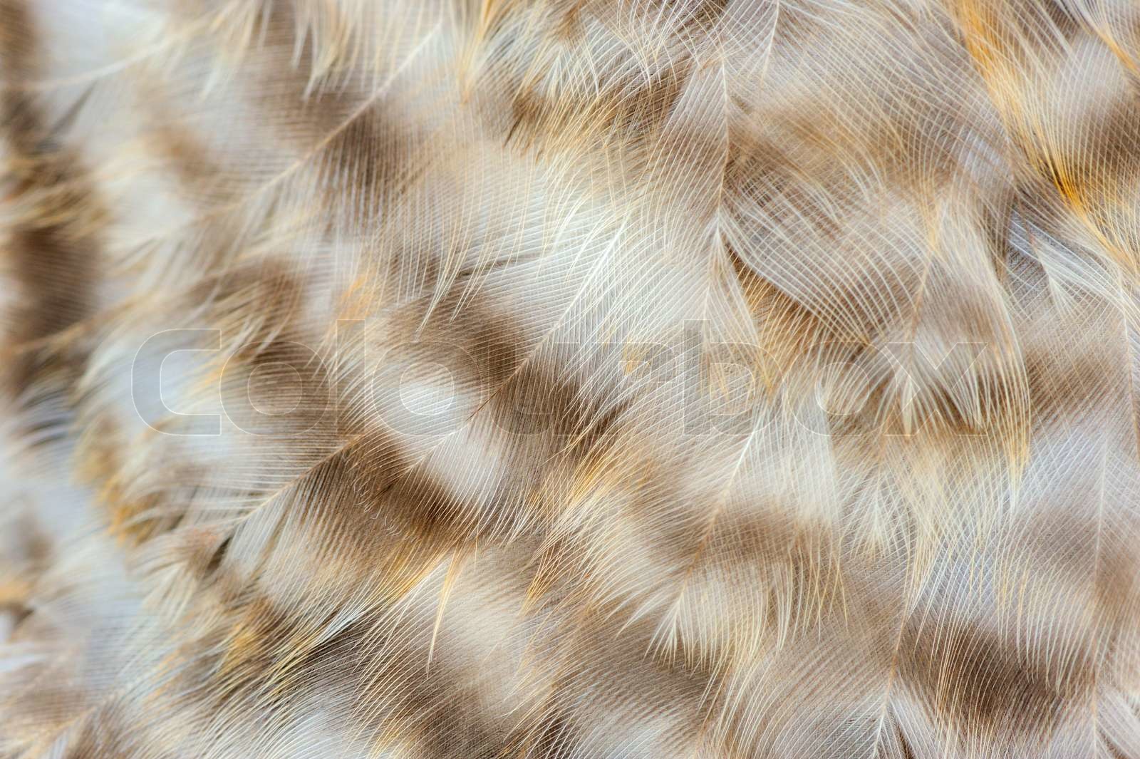 Mottled Huhn Federn Makro | Stock Bild | Colourbox