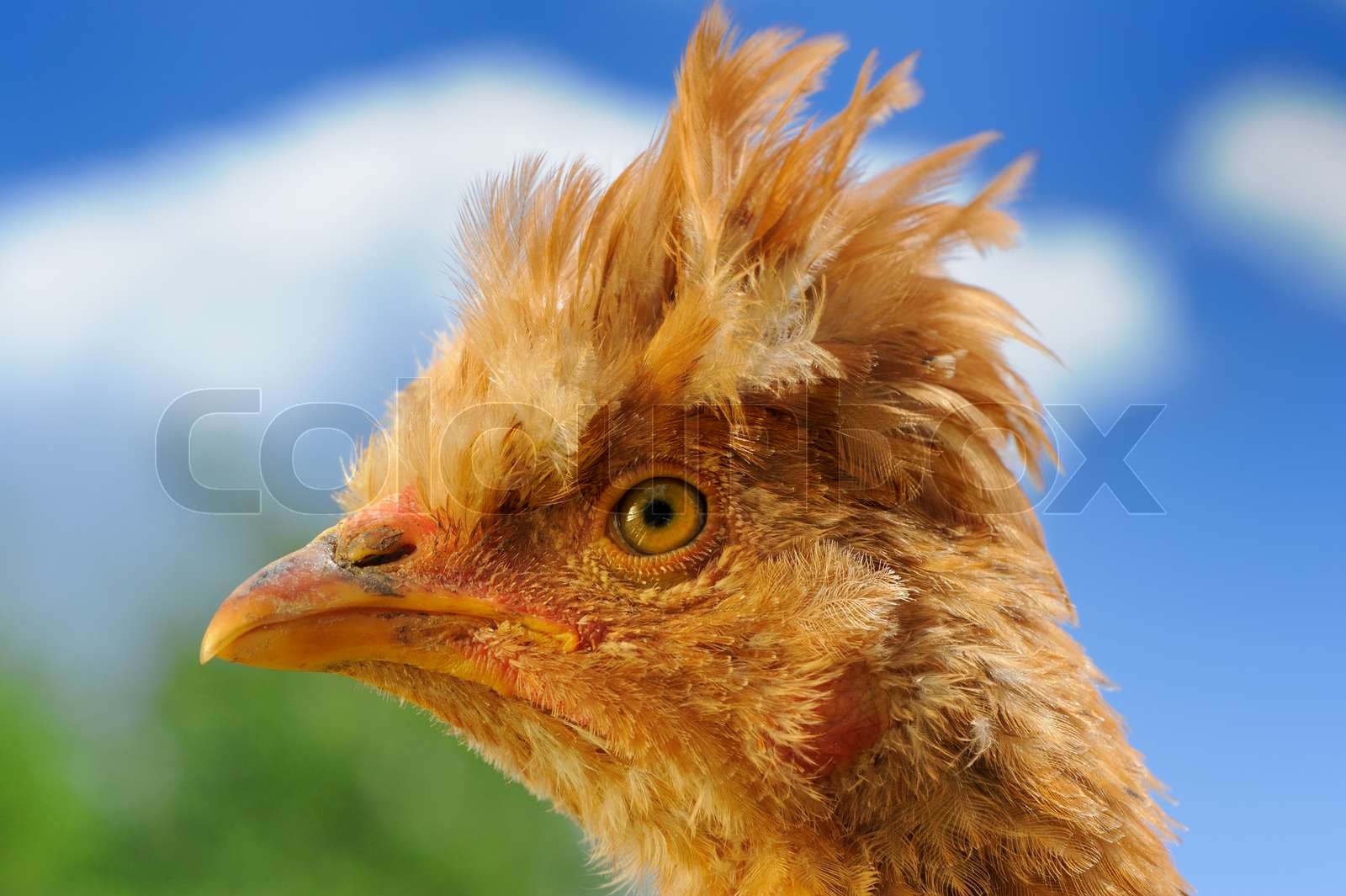 Crested Chicken in Profile | Stock image | Colourbox