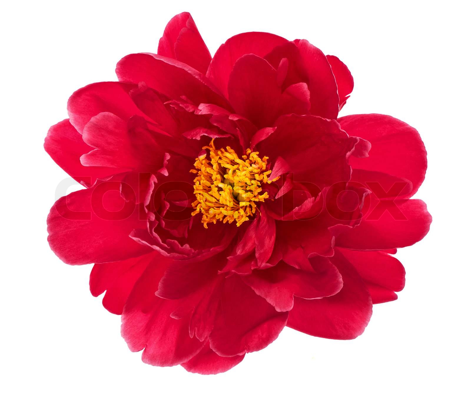 single flower head of red peony isolated on white | Stock image | Colourbox