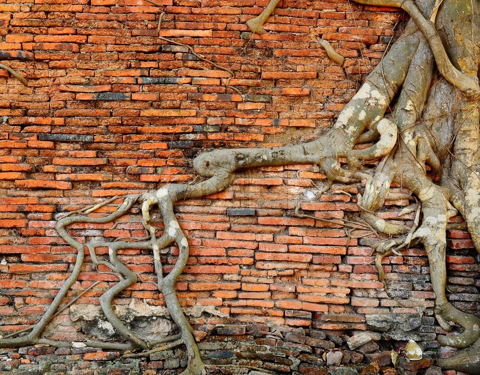 orange brick wall with ancient root tree | Stock image | Colourbox