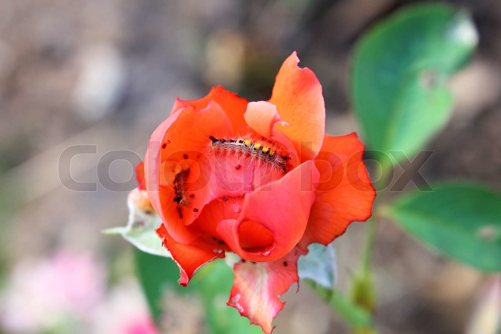 rose & worm | Stock image | Colourbox