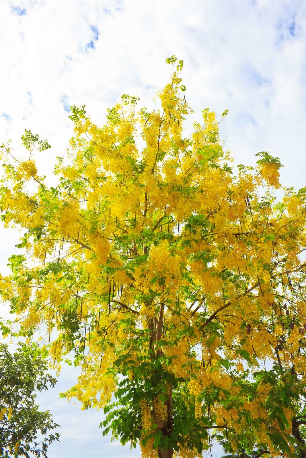 cassia tree | Stock image | Colourbox
