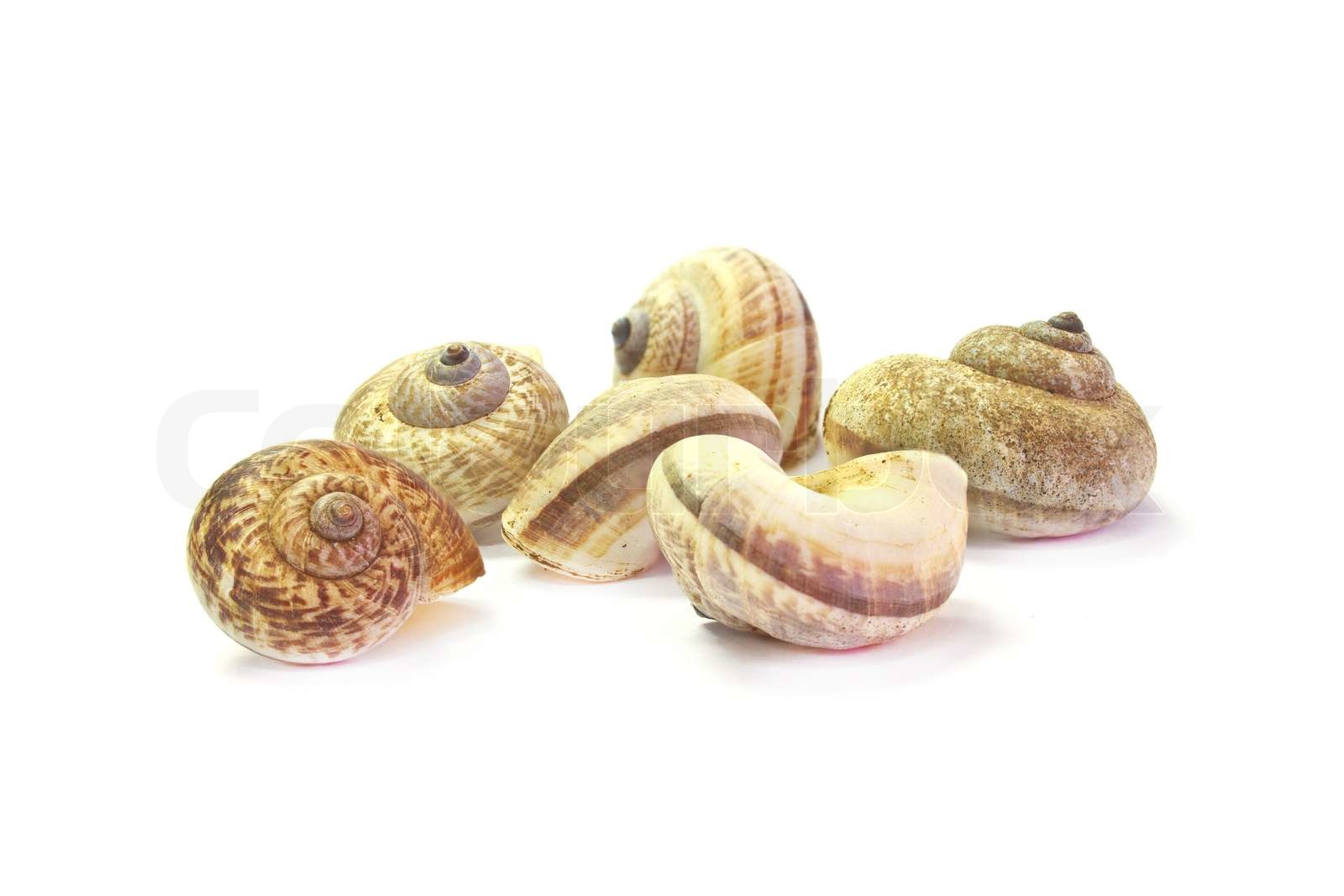 die Schale | Stock Bild | Colourbox