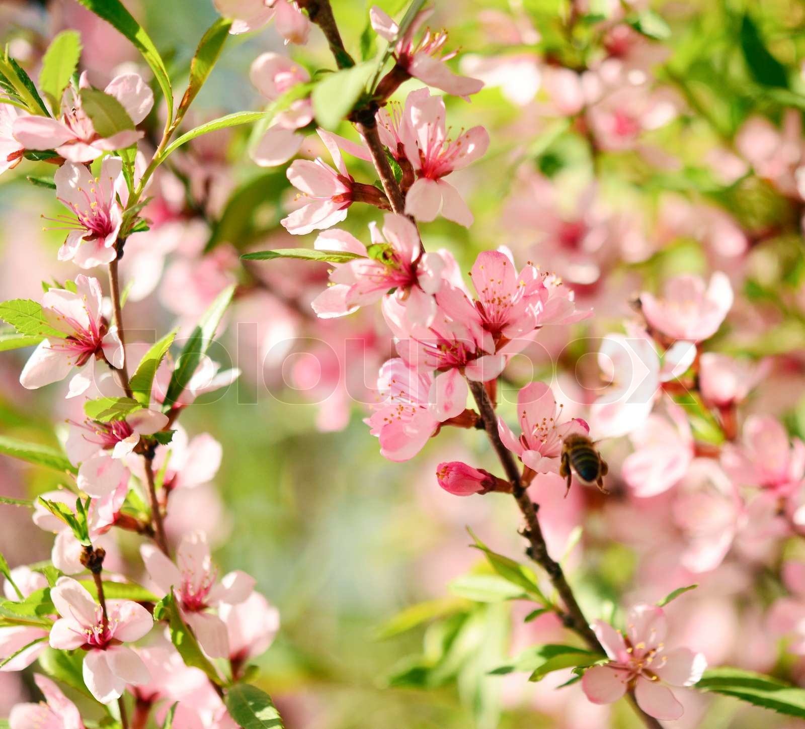 Sakura | Stock Bild | Colourbox