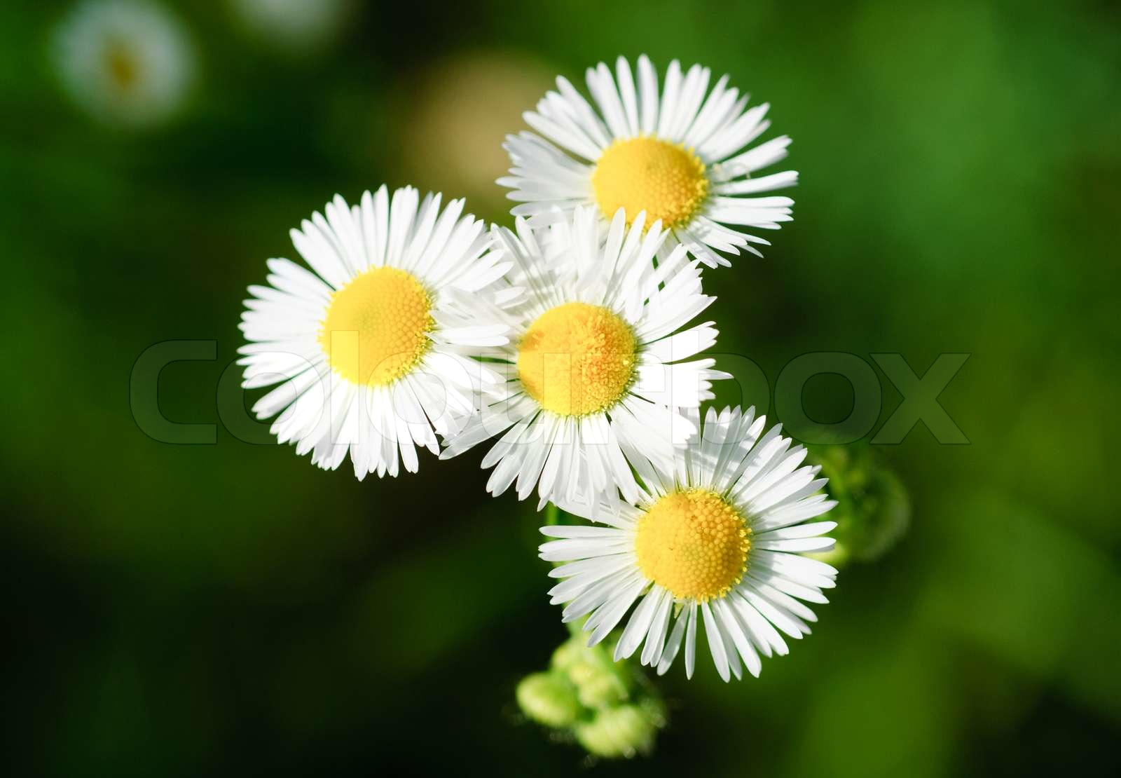 Daisy Blume auf einem dunkelgrünen Hintergrund | Stock Bild | Colourbox