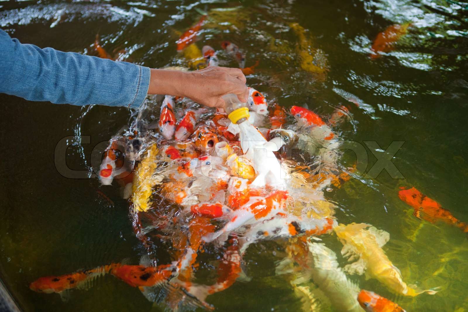Feeding Carp fish | Stock image | Colourbox