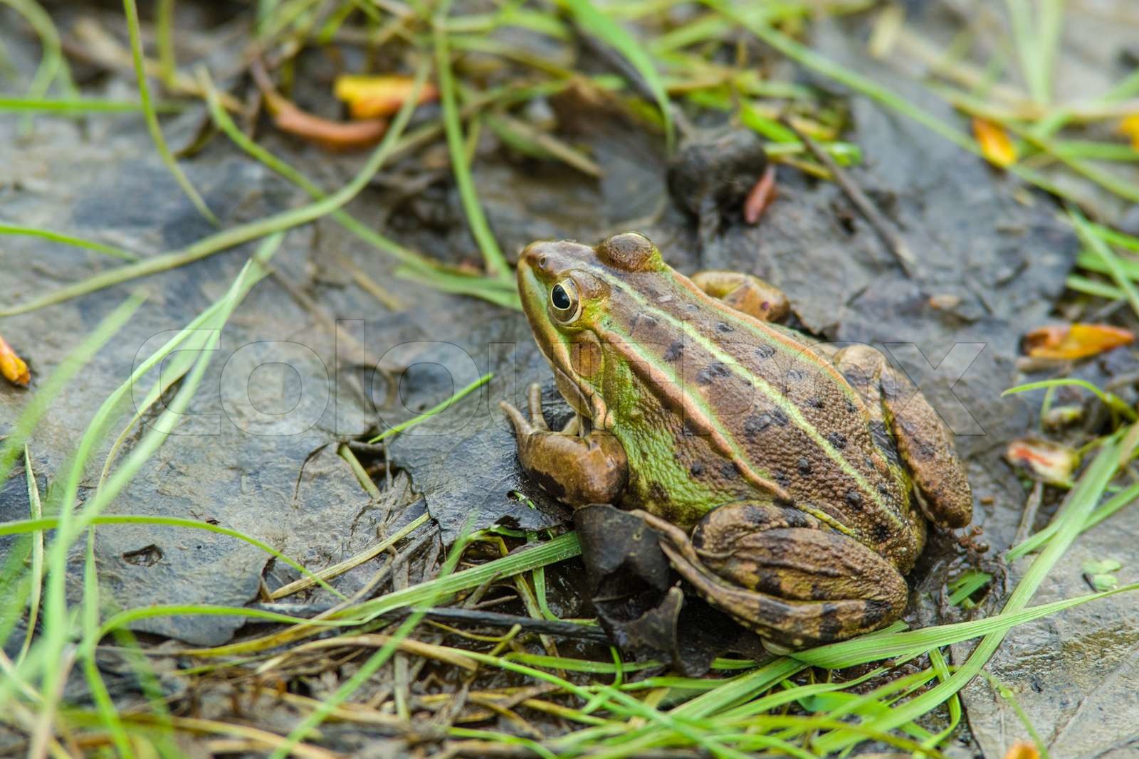 Frog in the swamp | Stock image | Colourbox