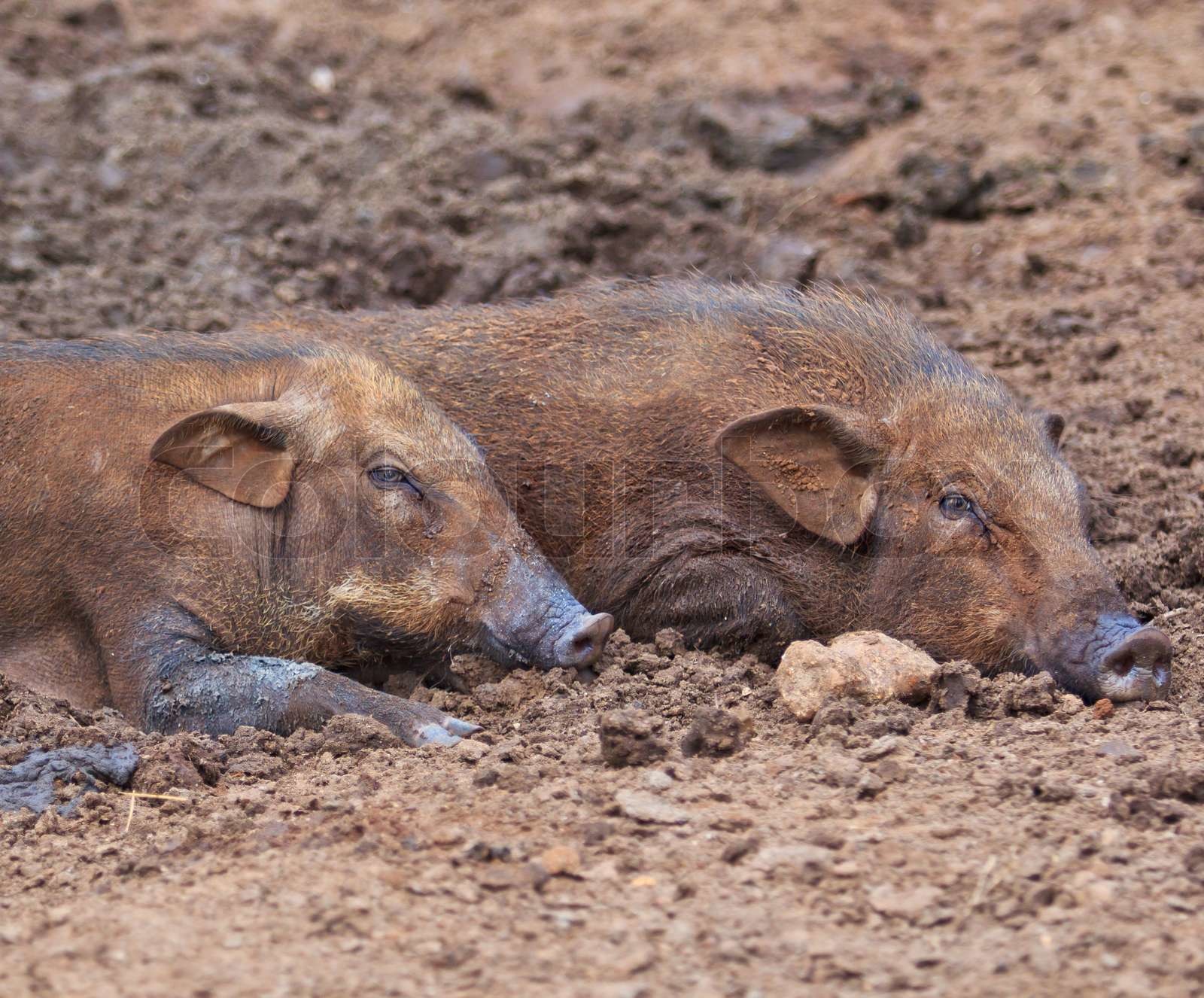 Wild boar family | Stock image | Colourbox
