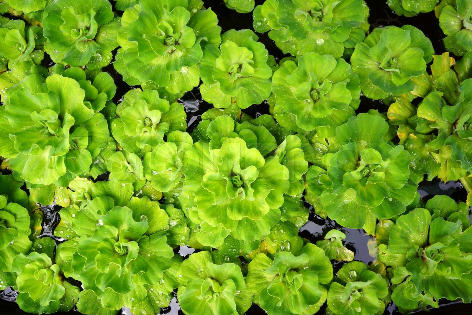 Water hyacinth | Stock image | Colourbox