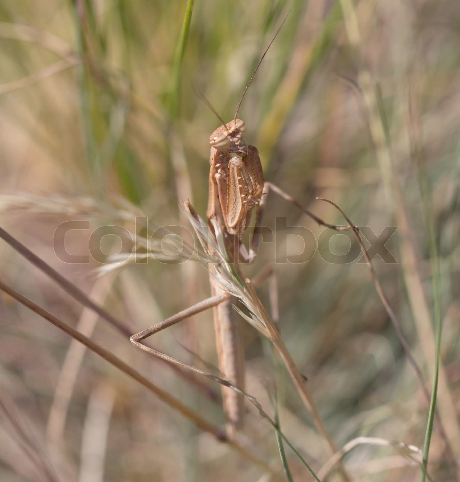 Yellow mantis on the nature macro | Stock image | Colourbox