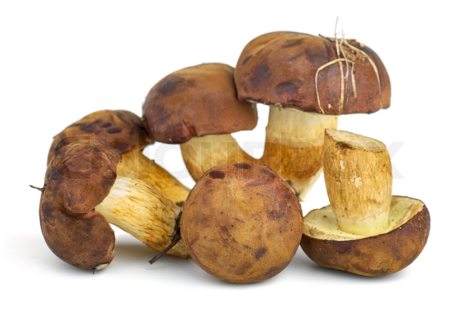 Edible mushrooms Cepe | Stock image | Colourbox
