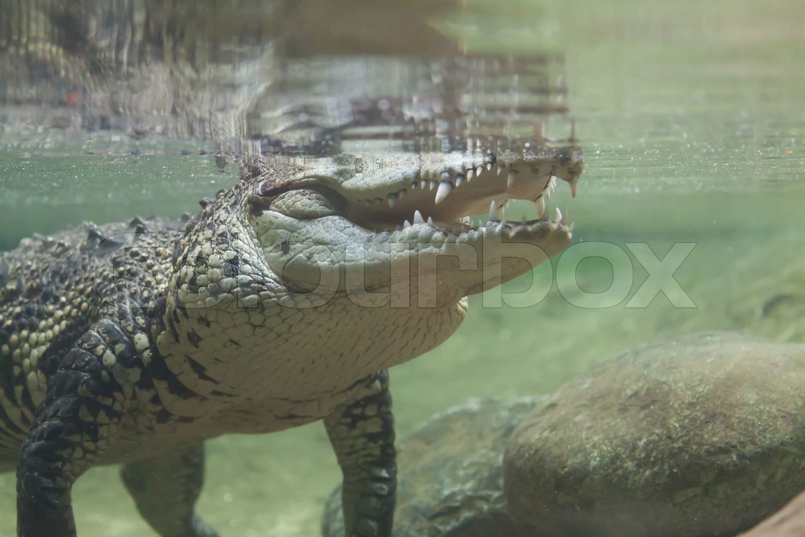 Krokodil Schwimmen unter Wasser und warten auf Beute | Stock Bild ...
