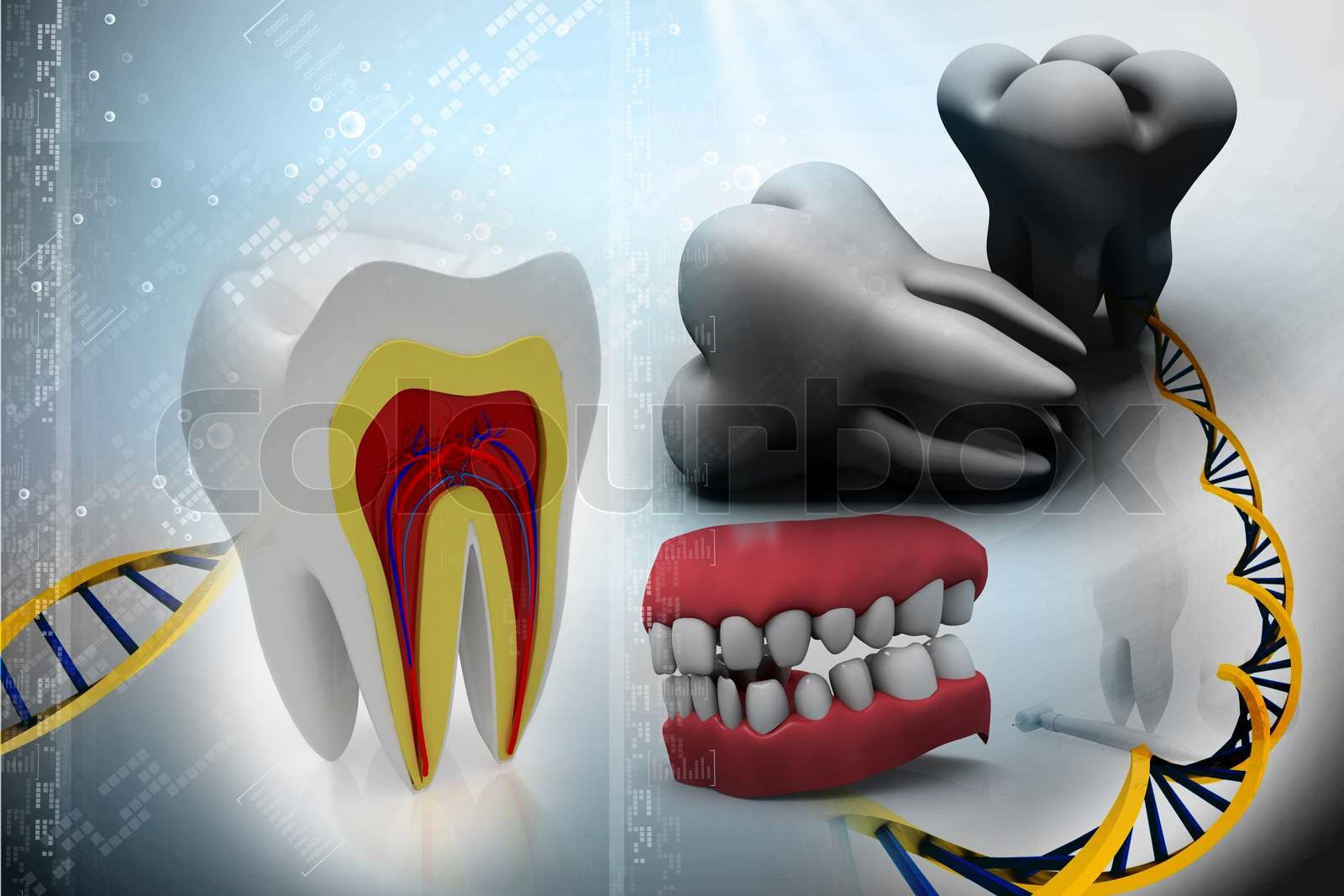 cross section of teeth, toot and DNA | Stock image | Colourbox