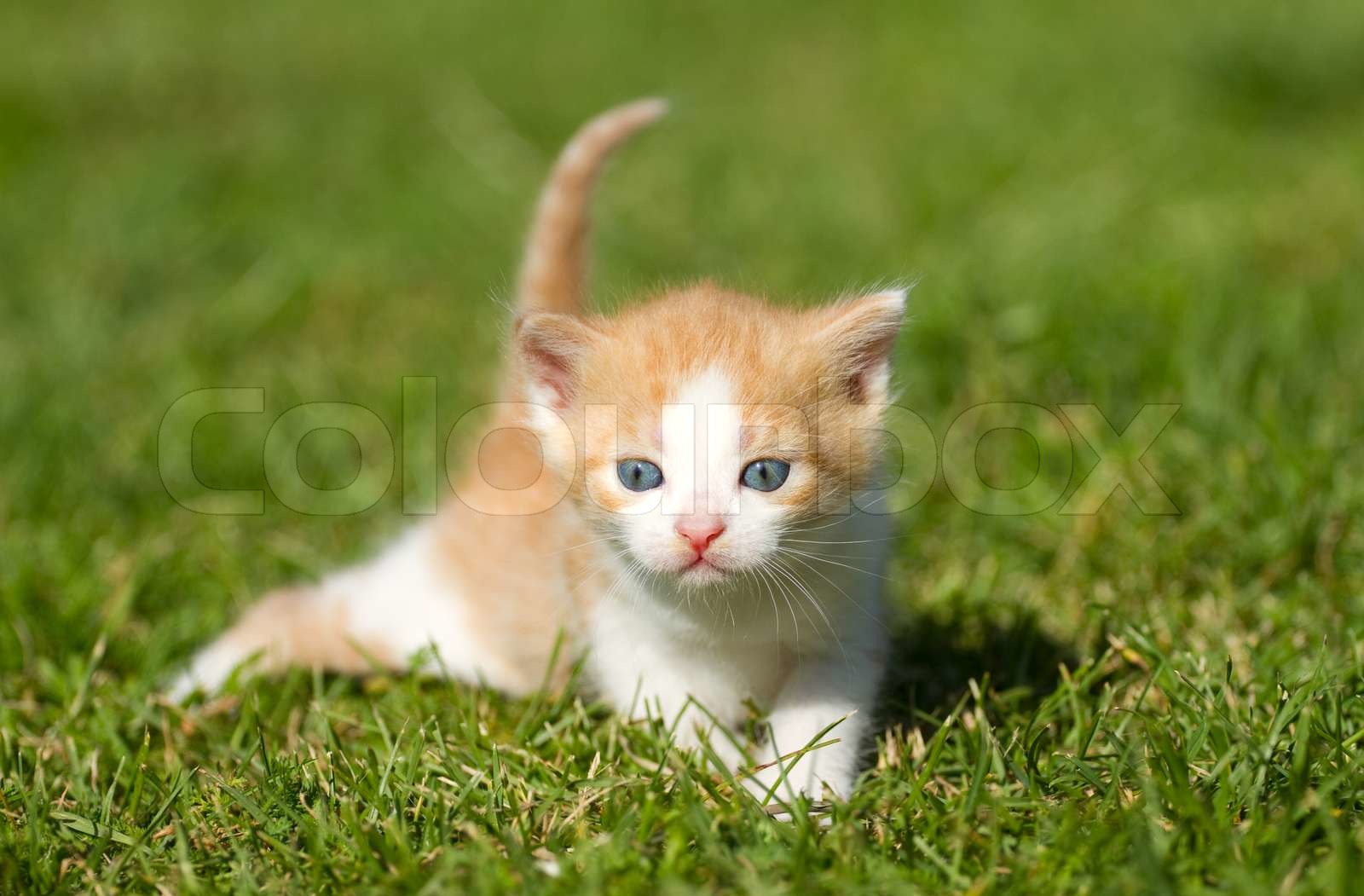 Baby cat | Stock image | Colourbox