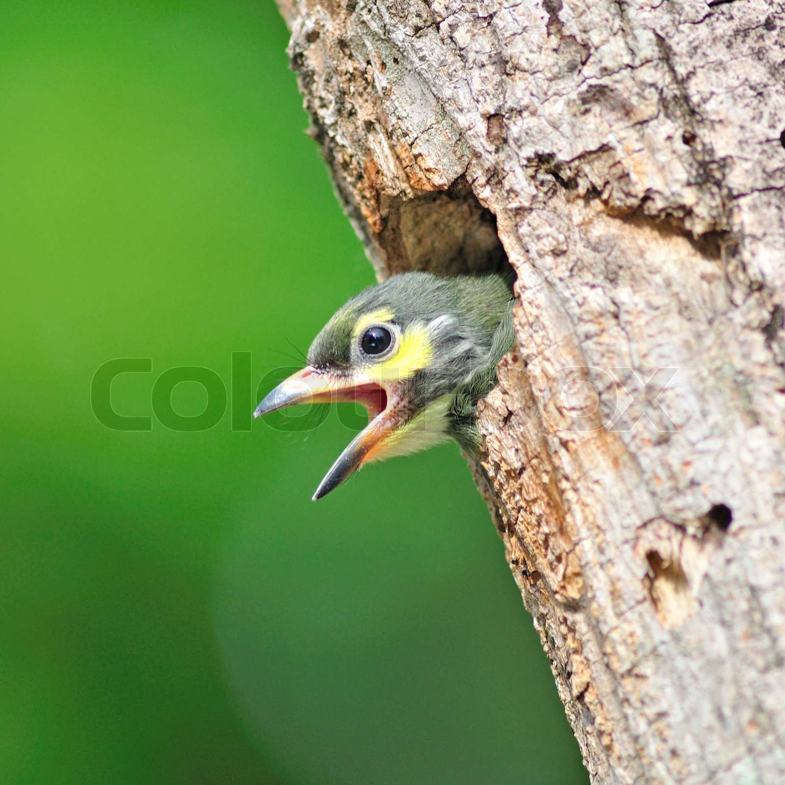Baby- Vögel | Stock Bild | Colourbox