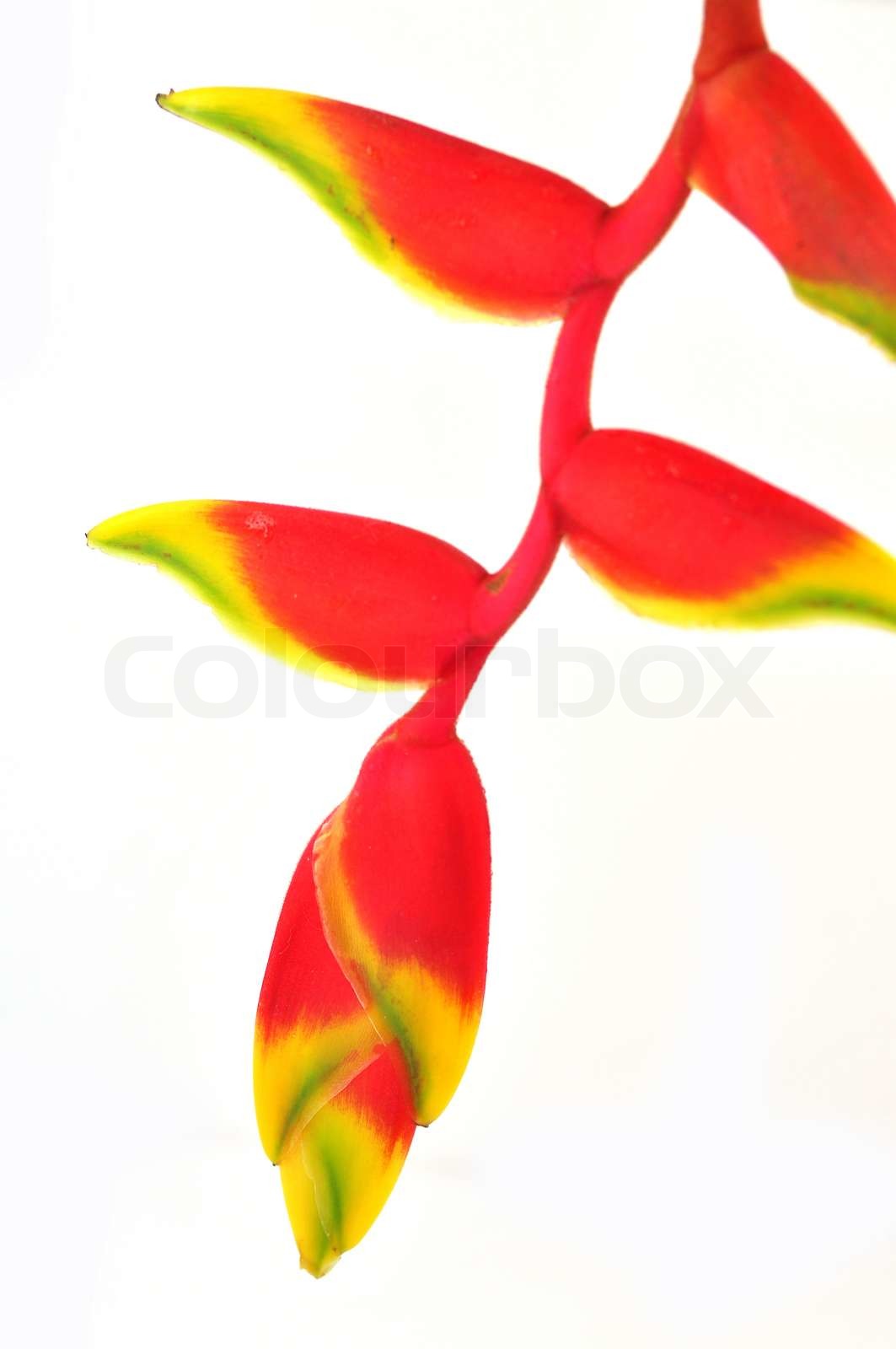 Tropical heliconia flower | Stock image | Colourbox