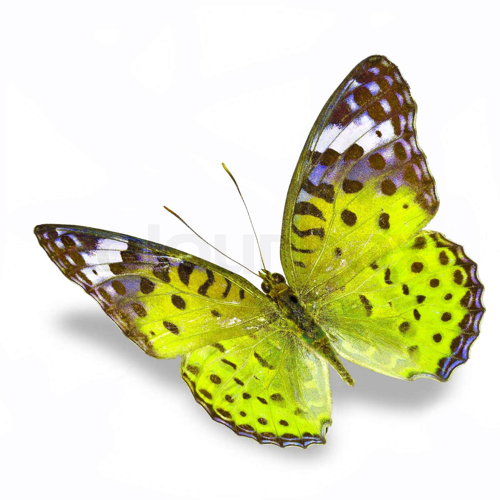 Yellow butterfly | Stock image | Colourbox