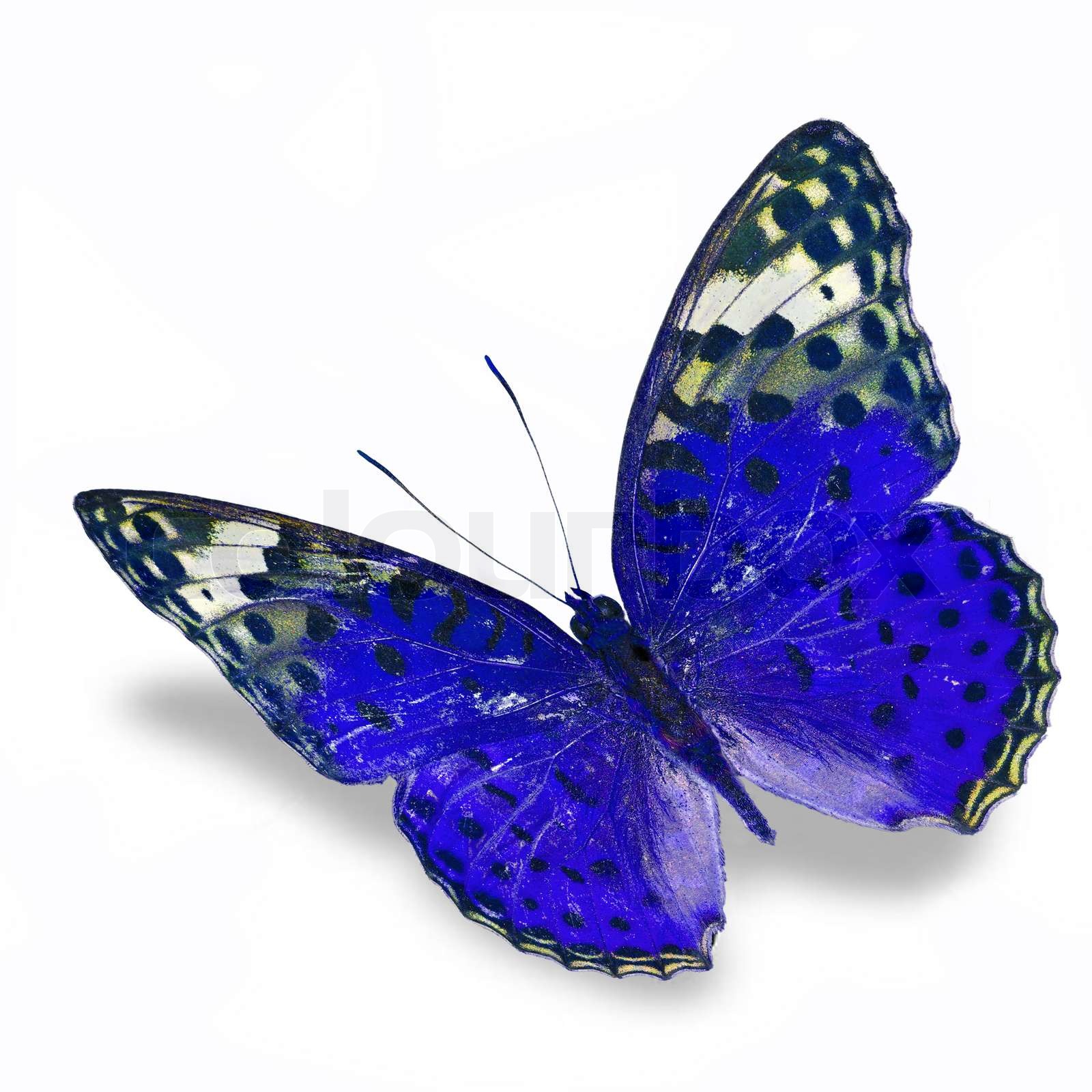 Blue butterfly | Stock image | Colourbox