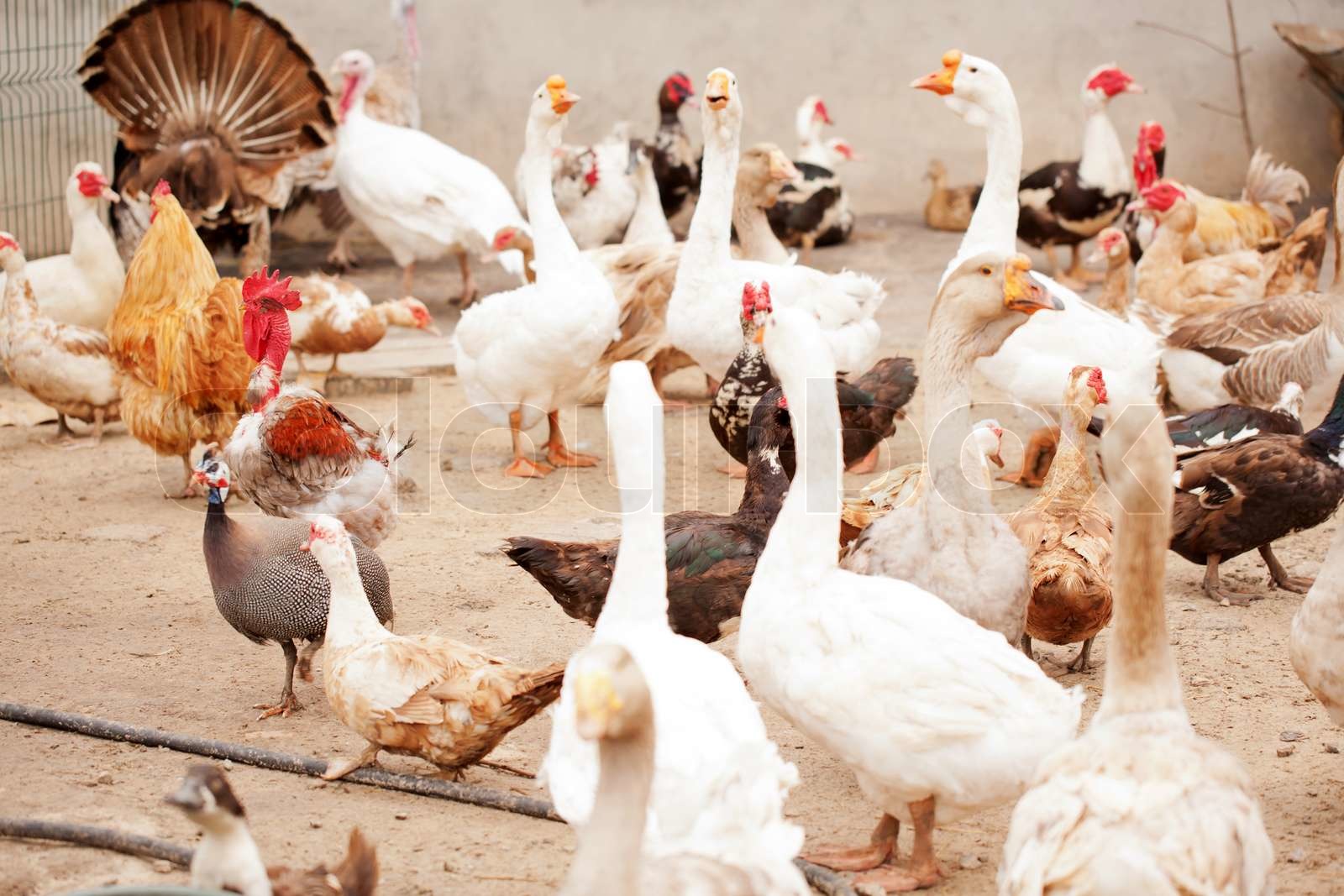 Poultry yard, geese, chickens, ducks, turkeys | Stock image | Colourbox
