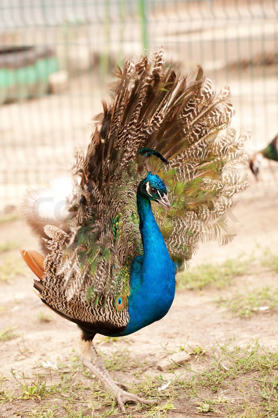 Kleine Pfau mit Federn aus | Stock Bild | Colourbox