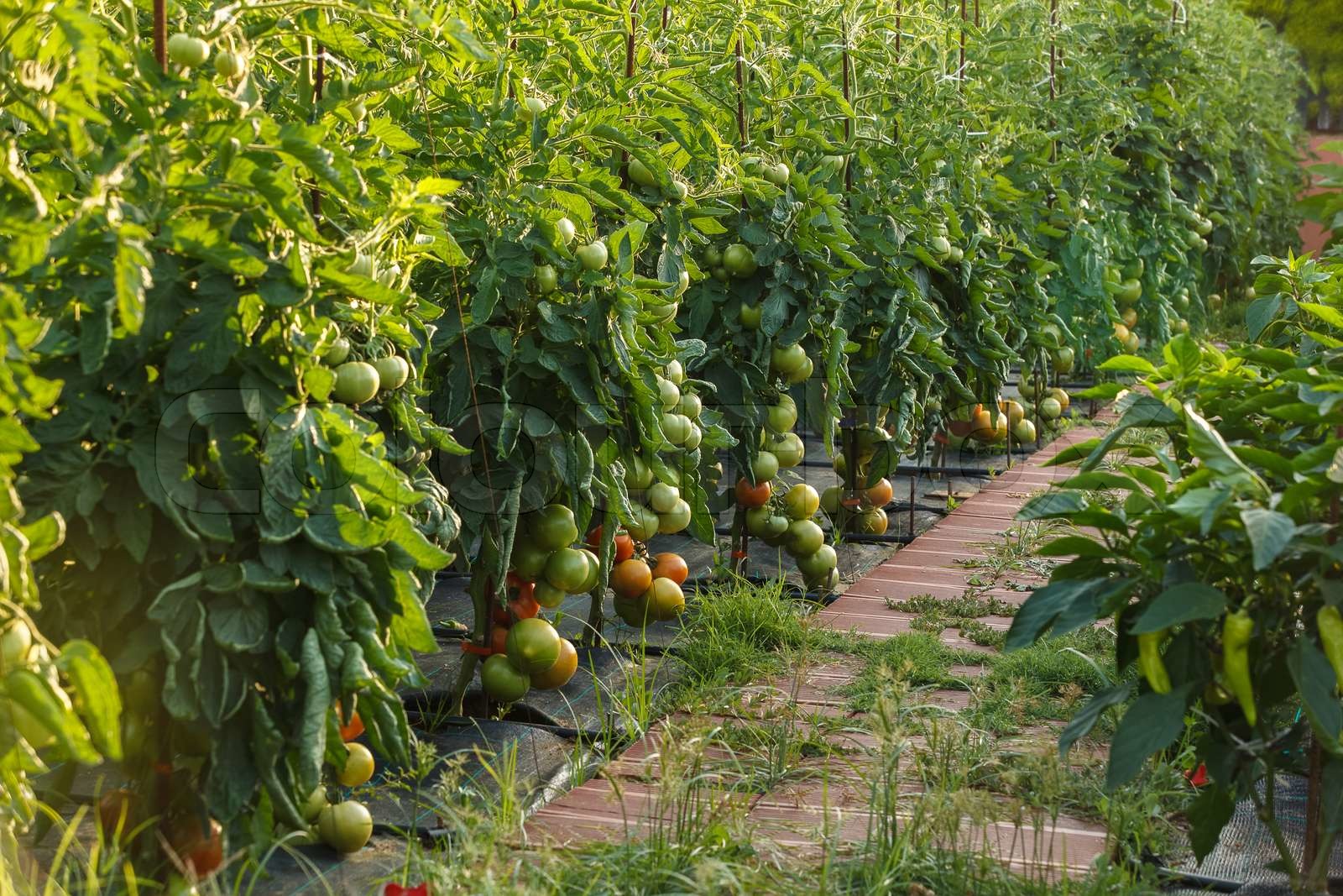 Tomaten Im Garten