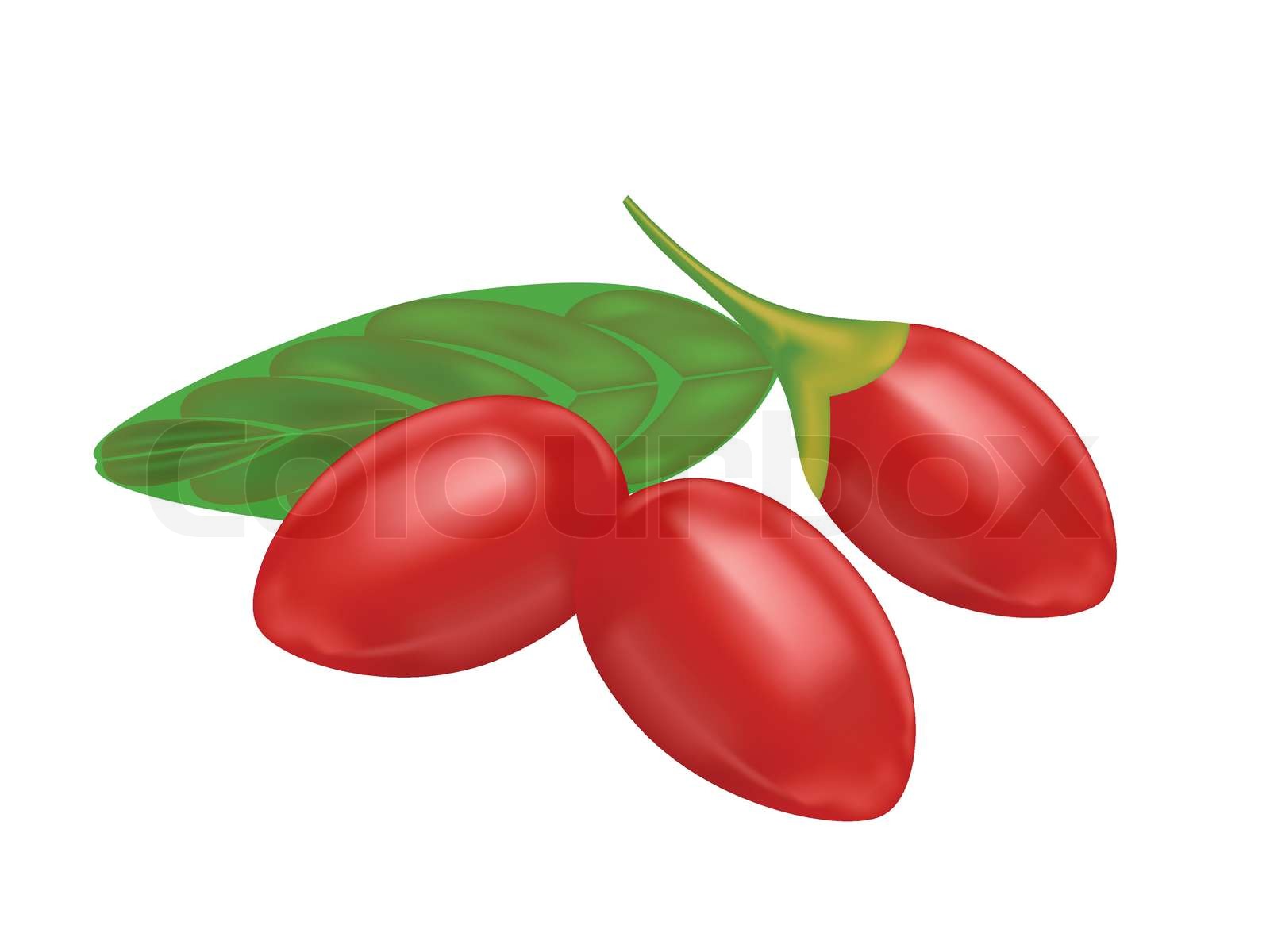goji berry | Stock vector | Colourbox