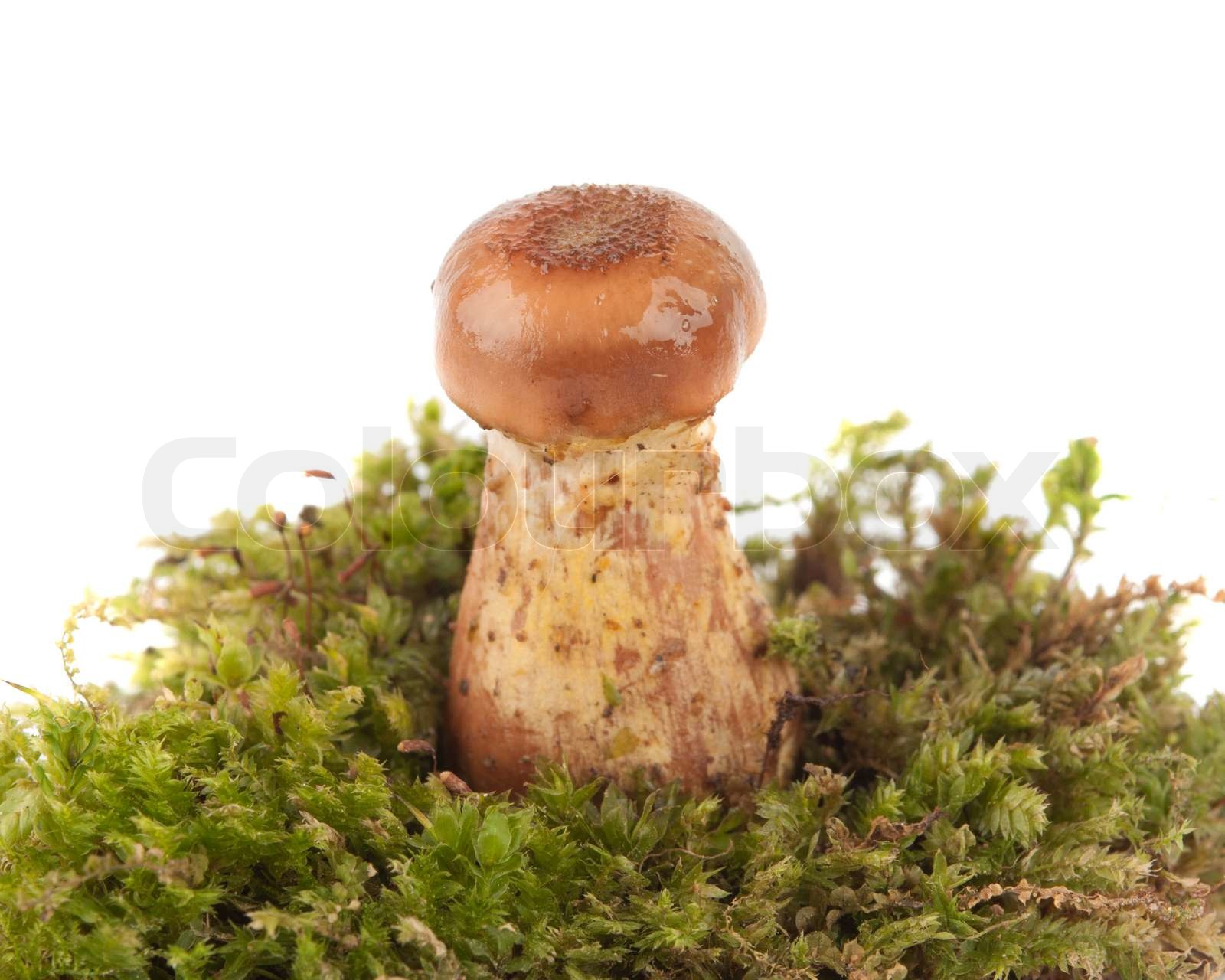 Pilze auf Moos | Stock Bild | Colourbox