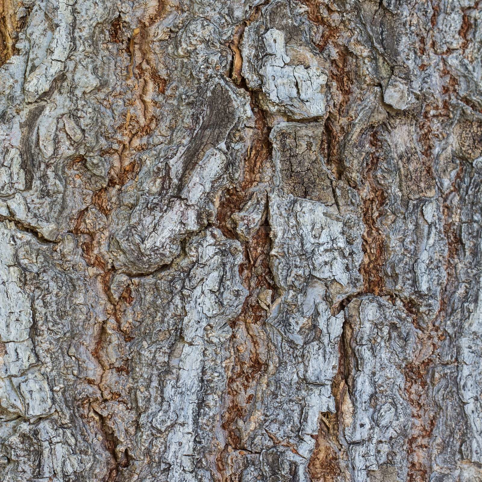 Bark | Stock image | Colourbox