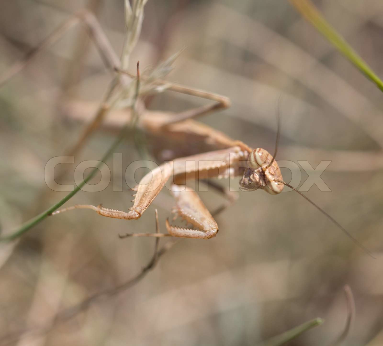 Yellow mantis on the nature macro | Stock image | Colourbox