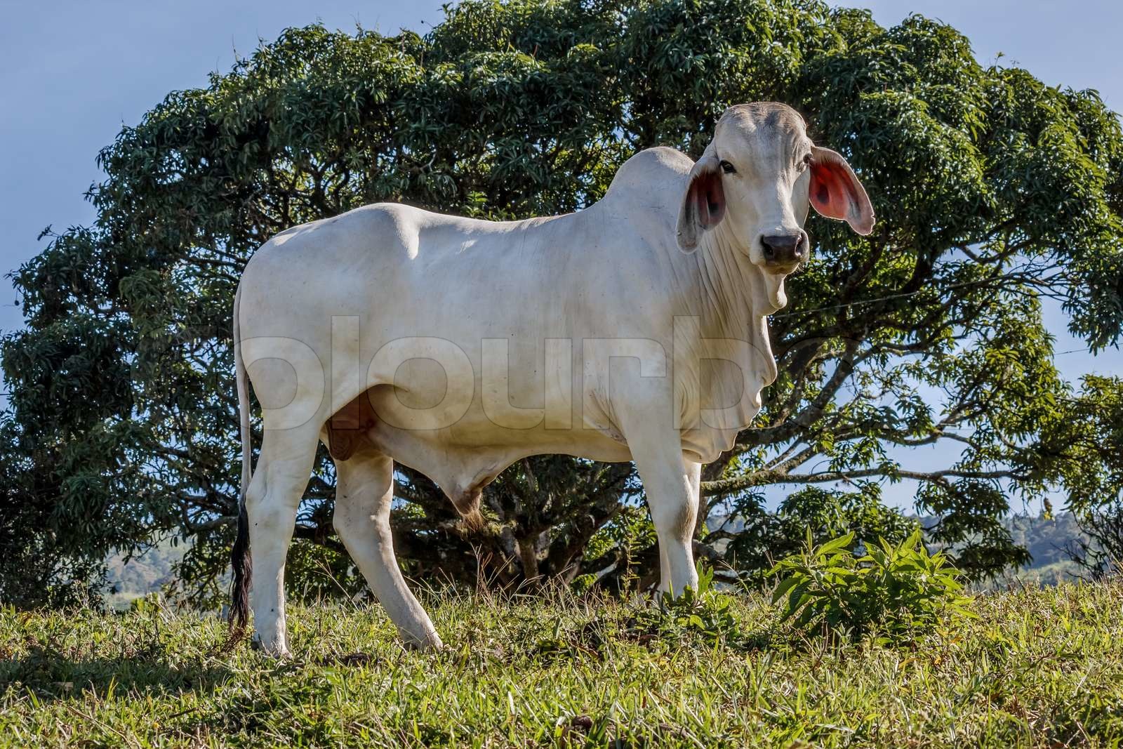 Zebu Cattle