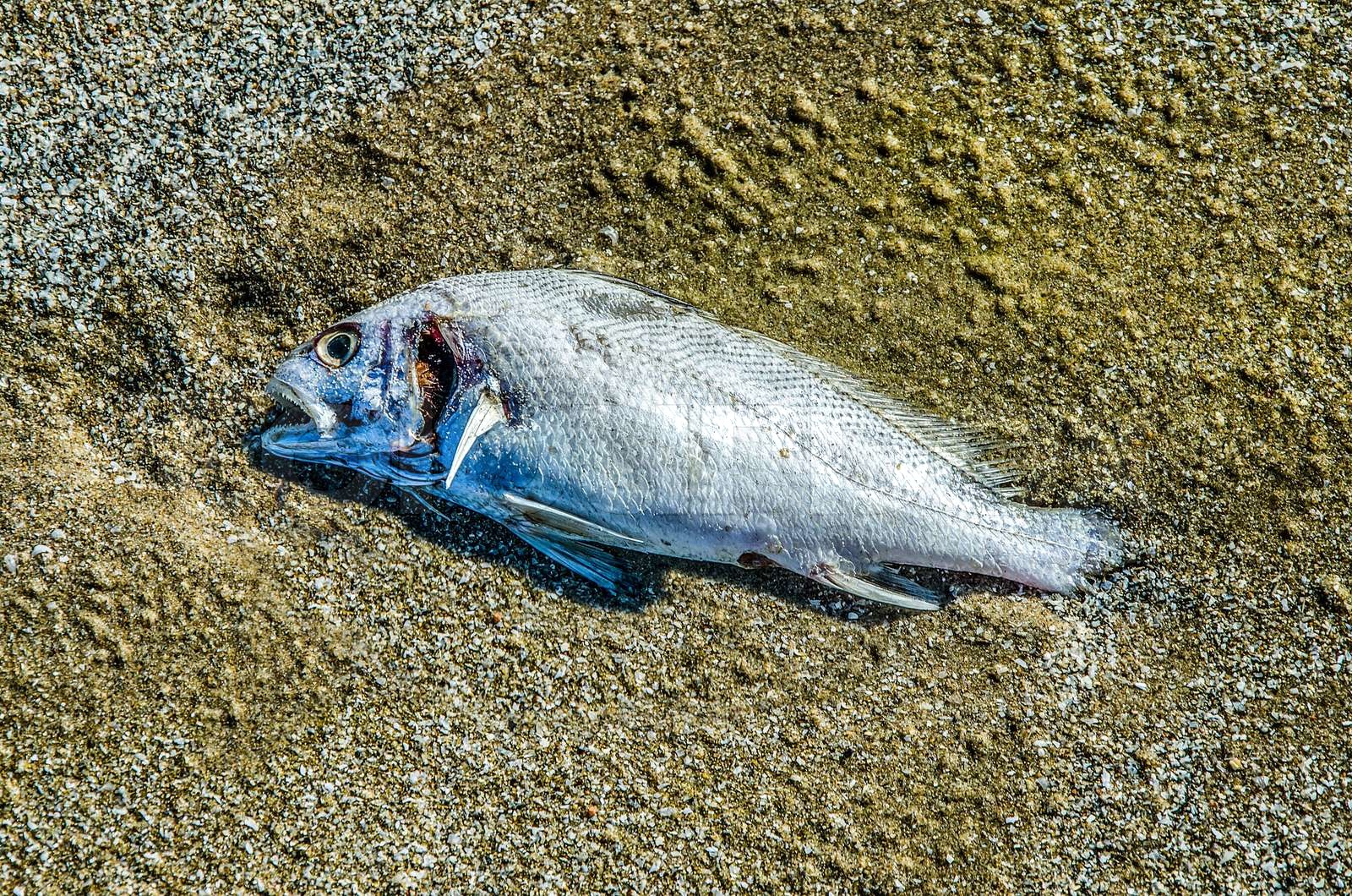 Fish rotting on sand beach | Stock image | Colourbox