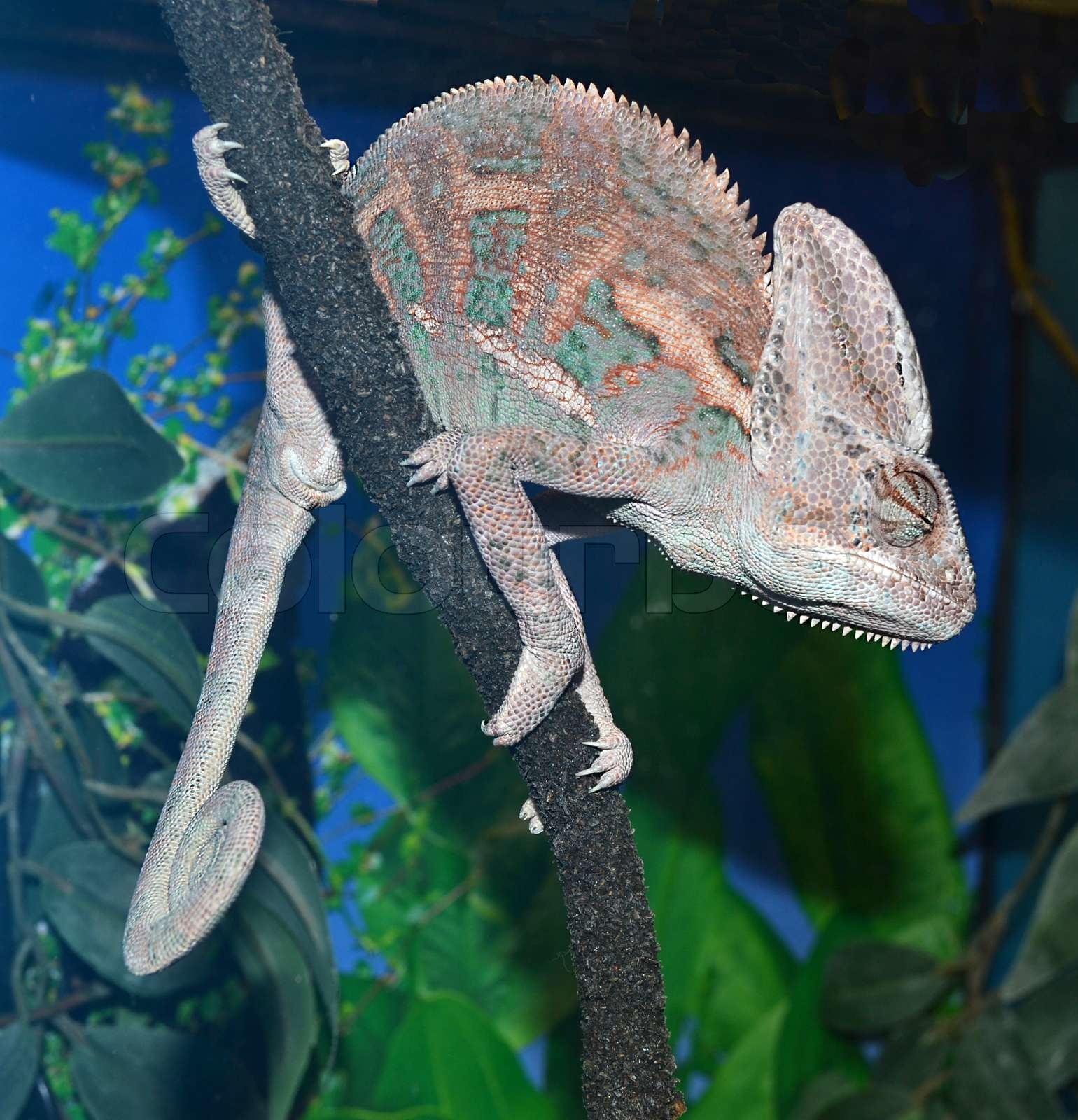 animal chameleon sitting on a tree branch | Stock image | Colourbox