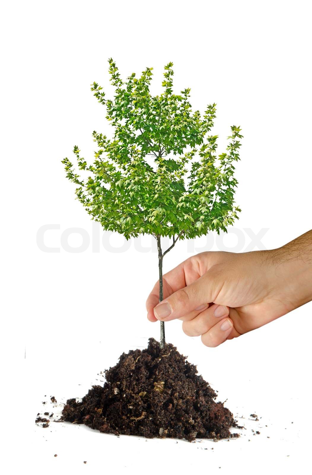 Pflanzung Baum | Stock Bild | Colourbox