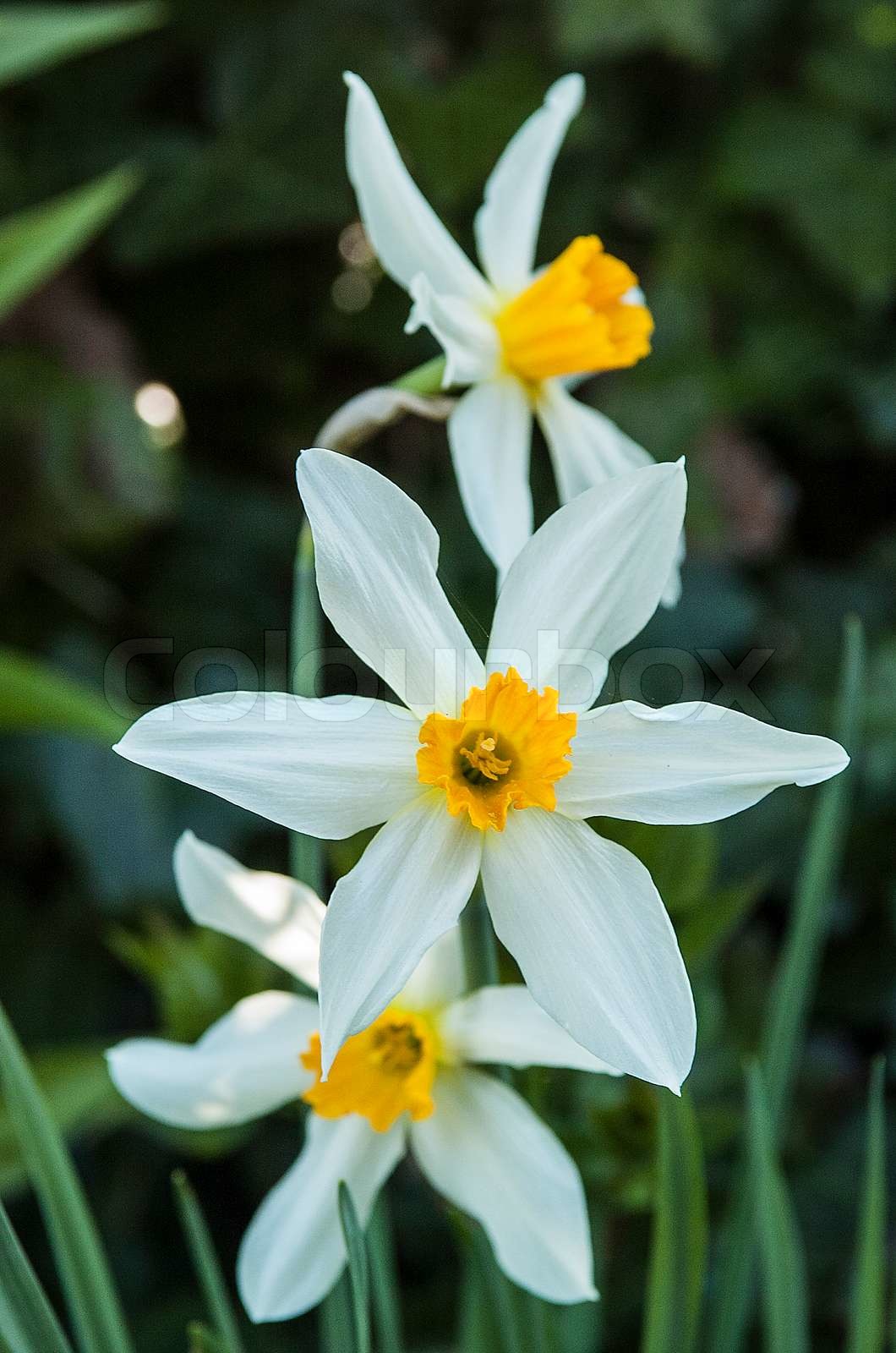 Narcissus Poeticus recurvus | Stock image | Colourbox