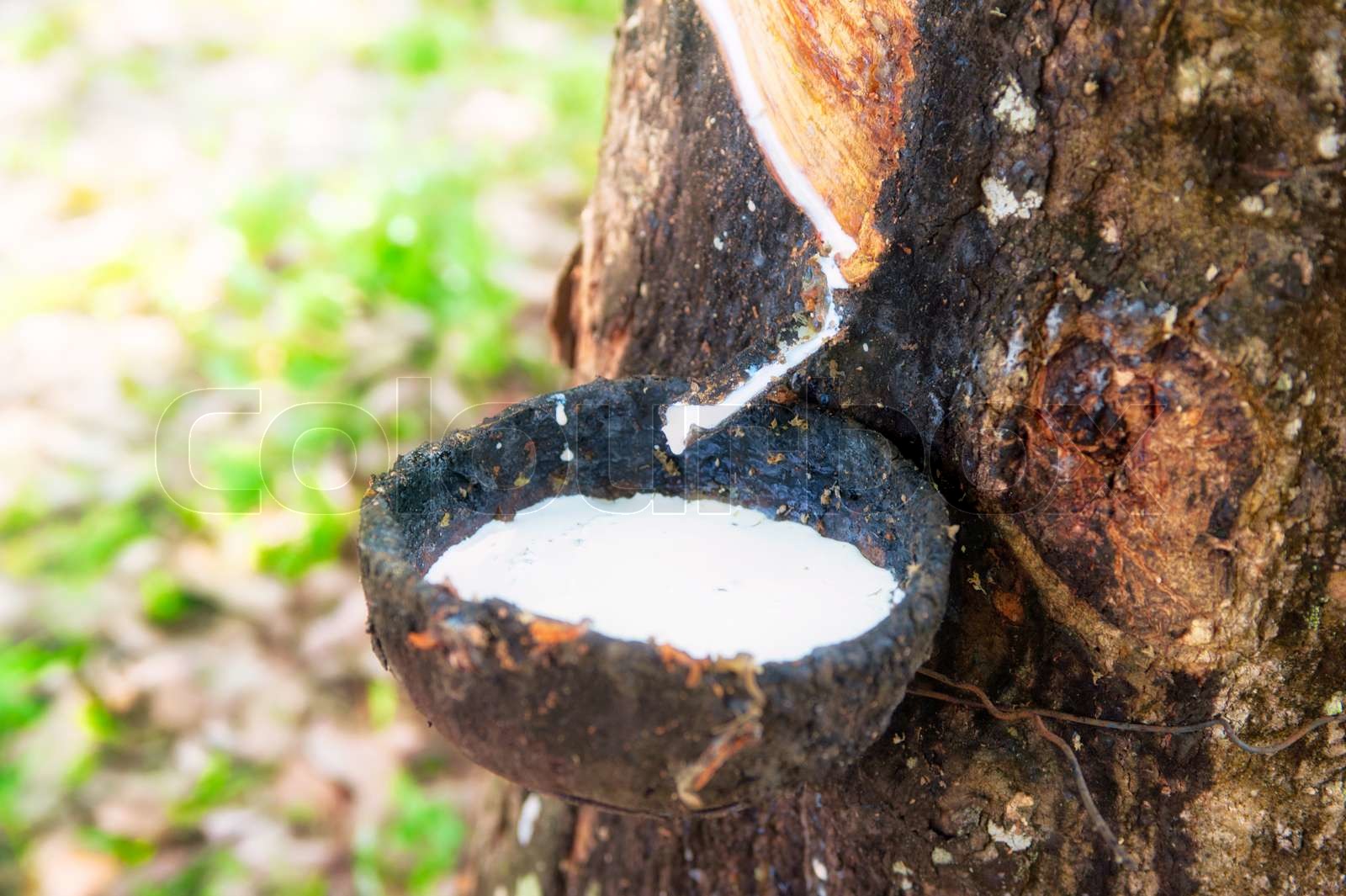 Rubber tree latex plant Natural latex production in Thailand hevea ...