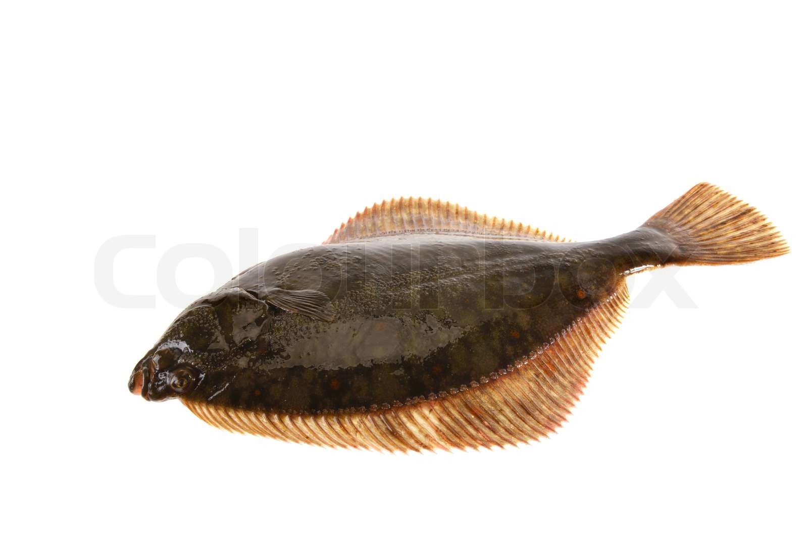 Live and freshly caught European Flounder Platichthys flesus | Stock ...