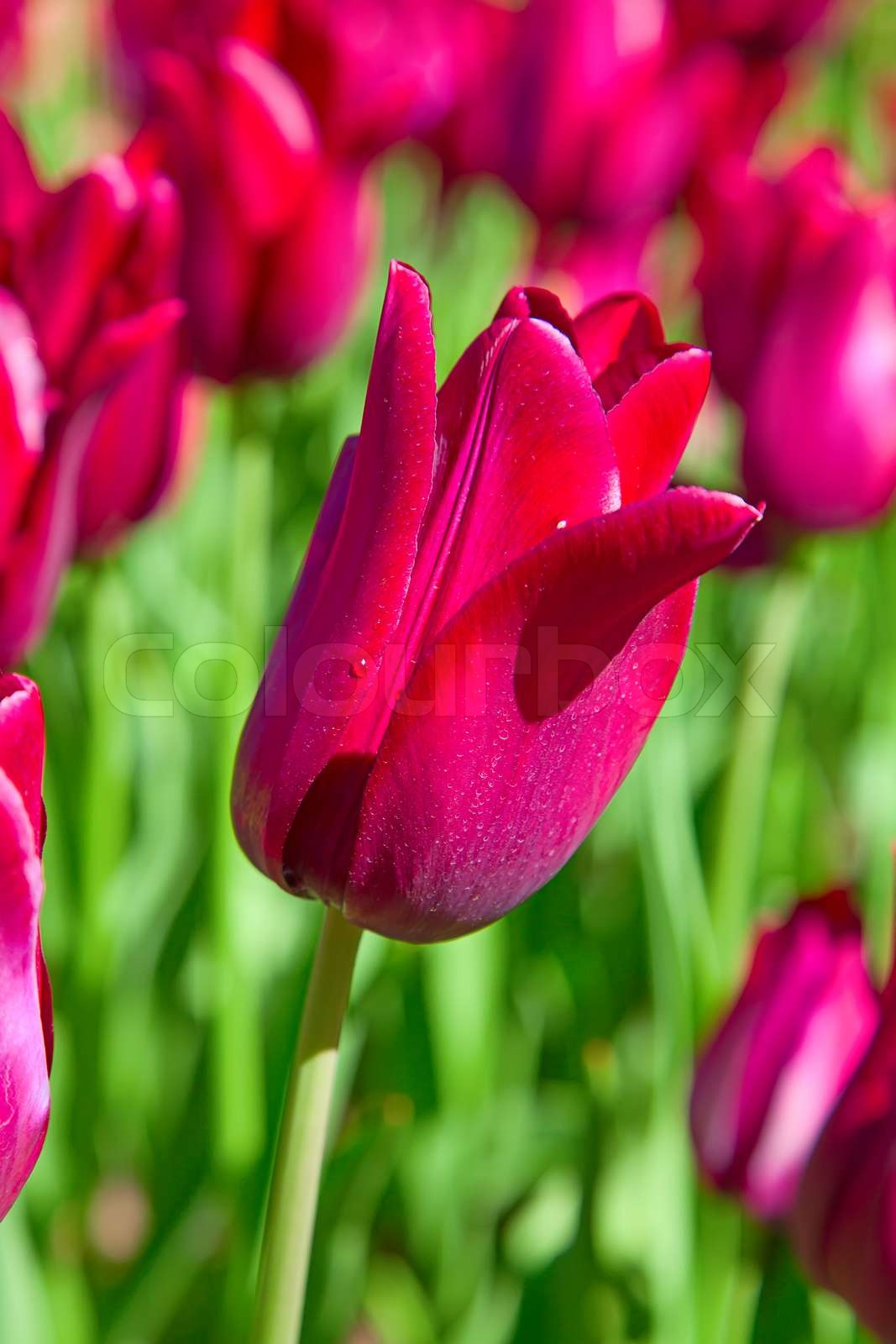 Tulpen | Stock Bild | Colourbox