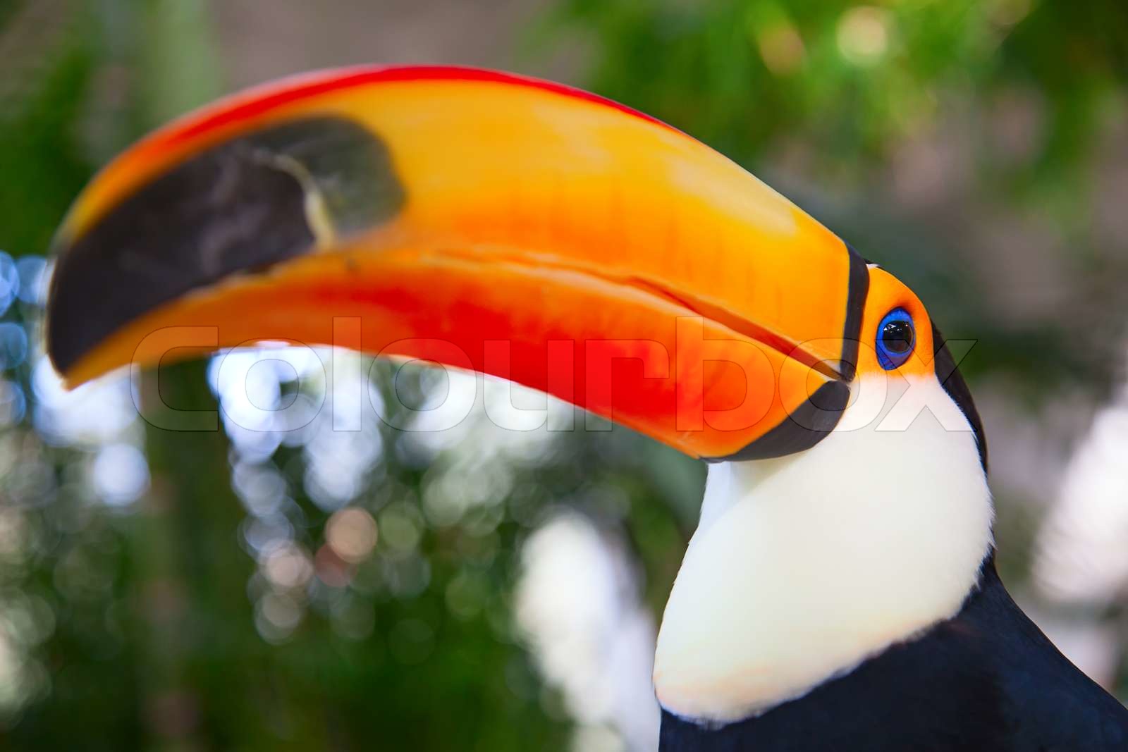 Colorful tucan | Stock image | Colourbox