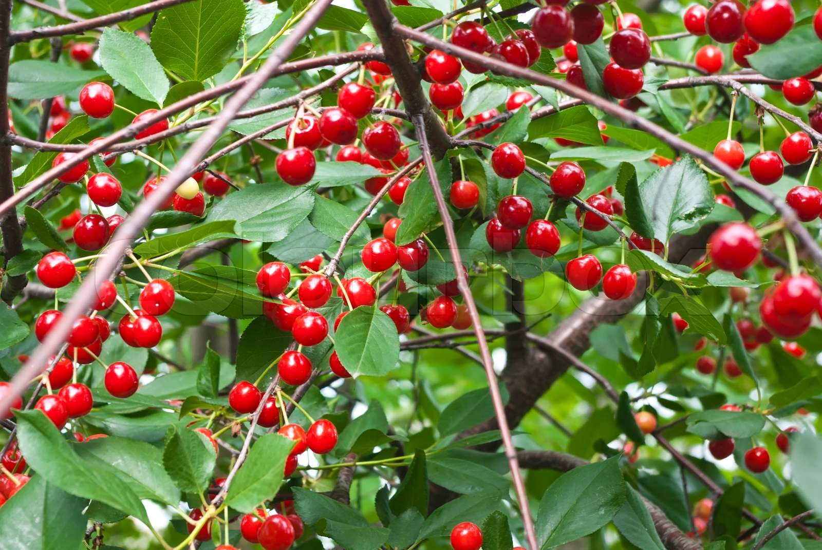 Kirschbaum | Stock Bild | Colourbox