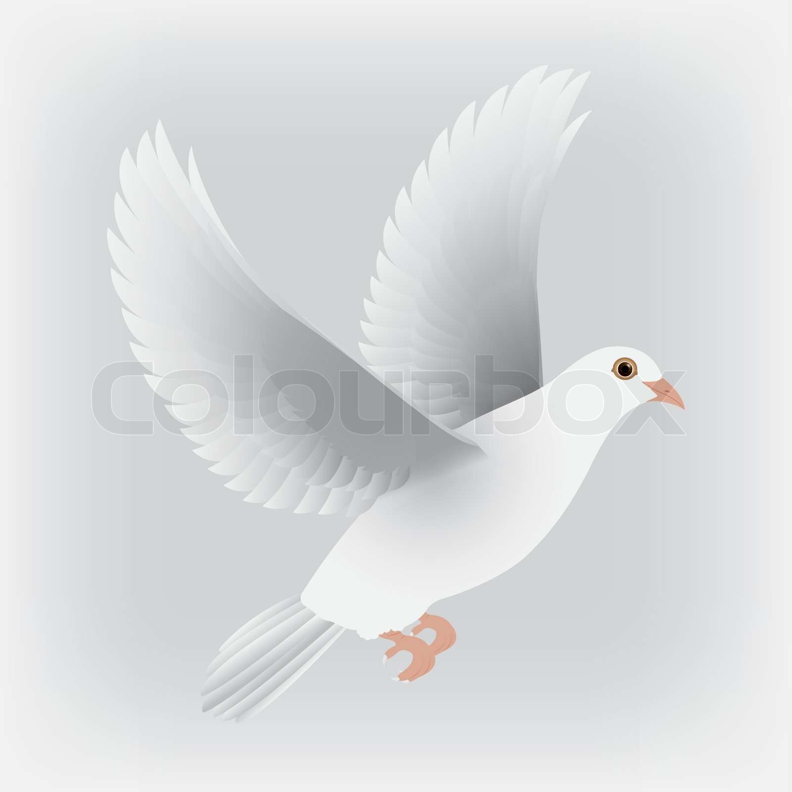 white dove isolated vector | Stock vector | Colourbox