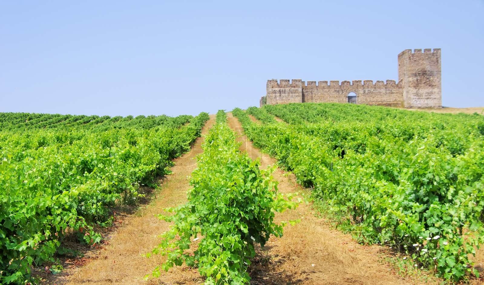 Green vineyard and Valongo castle | Stock image | Colourbox