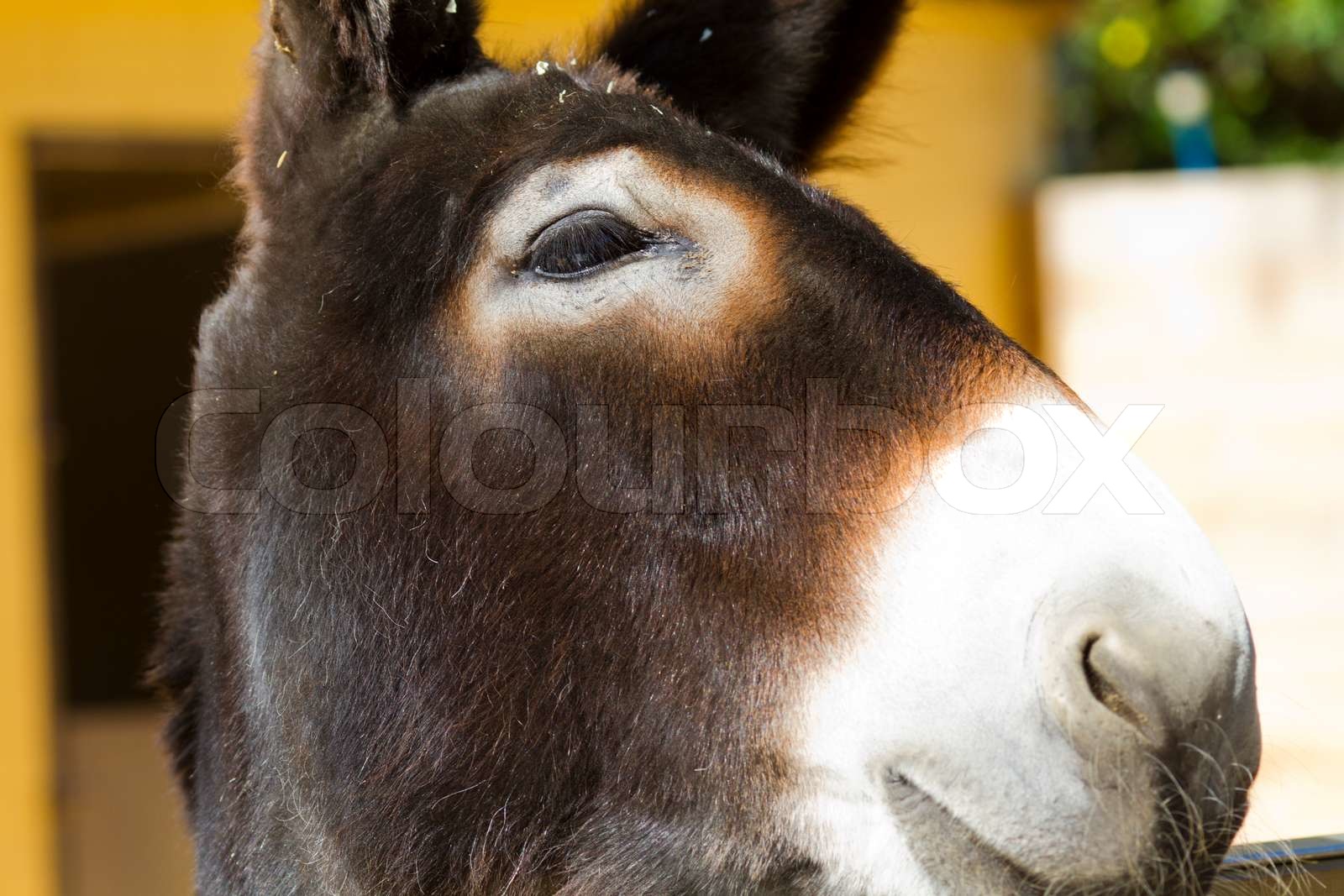 Catalan donkey | Stock image | Colourbox