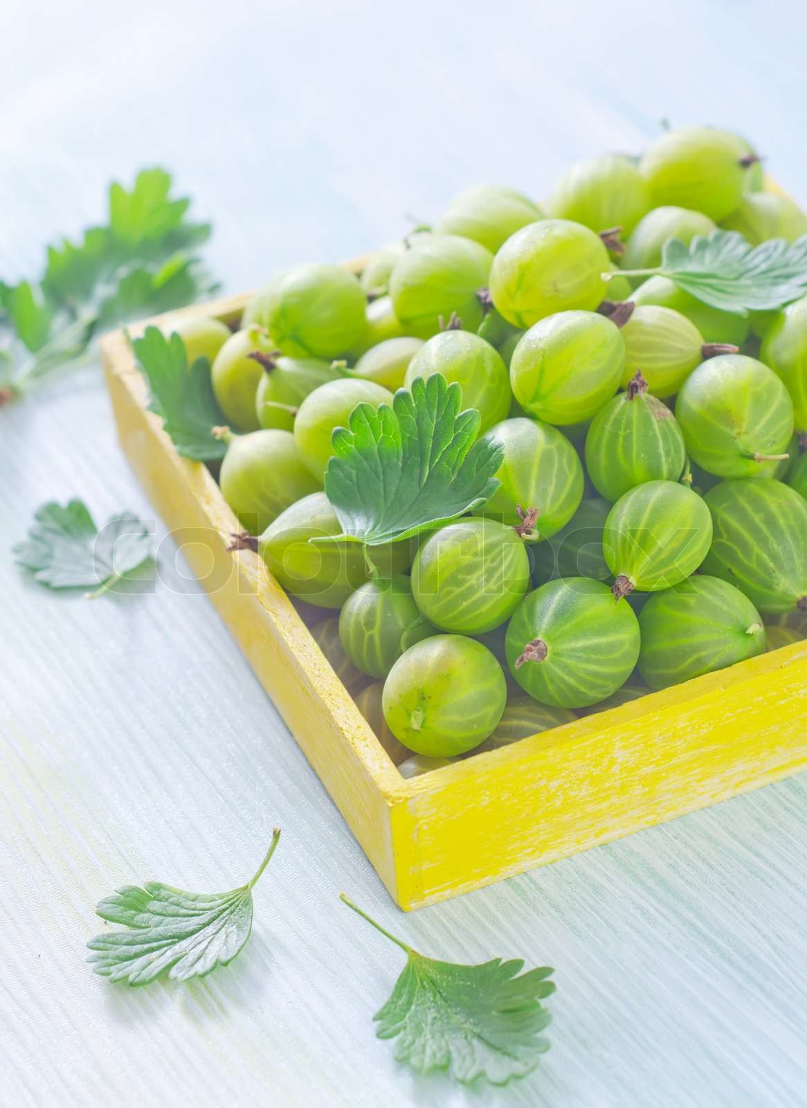 gooseberry | Stock image | Colourbox
