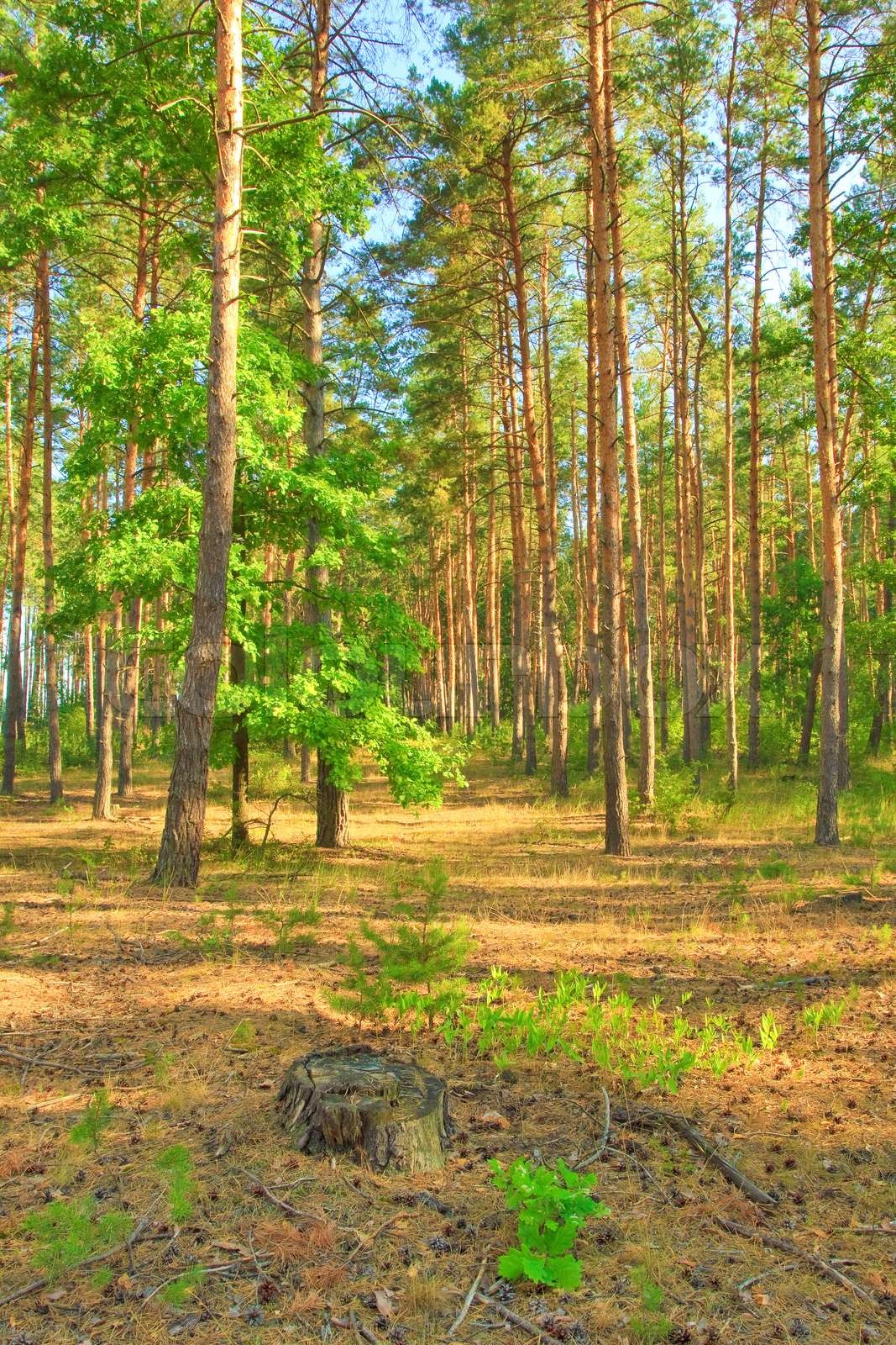 Forest | Stock image | Colourbox