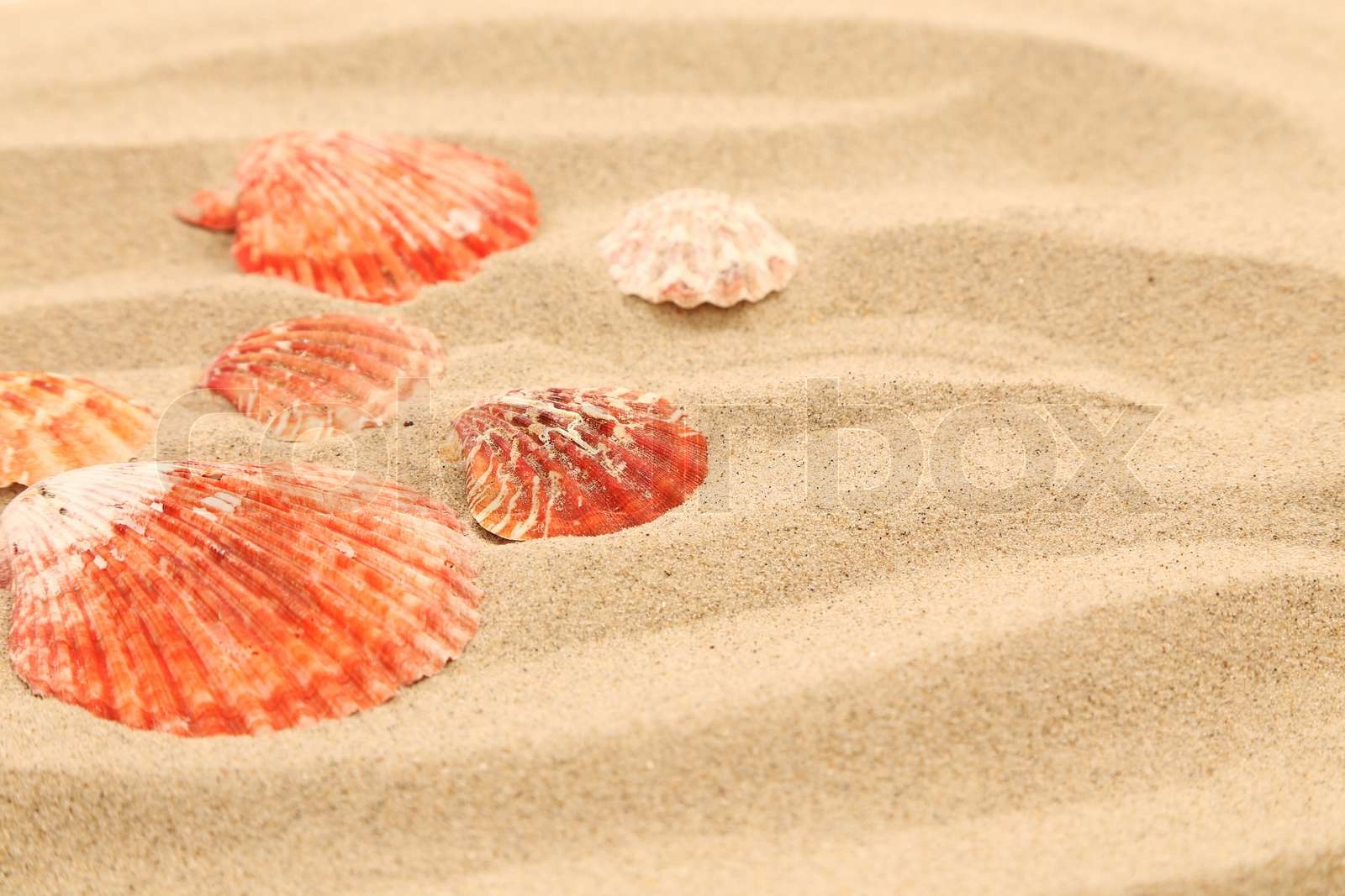 Lot von Muscheln auf Sand Hintergrund befindet | Stock Bild | Colourbox