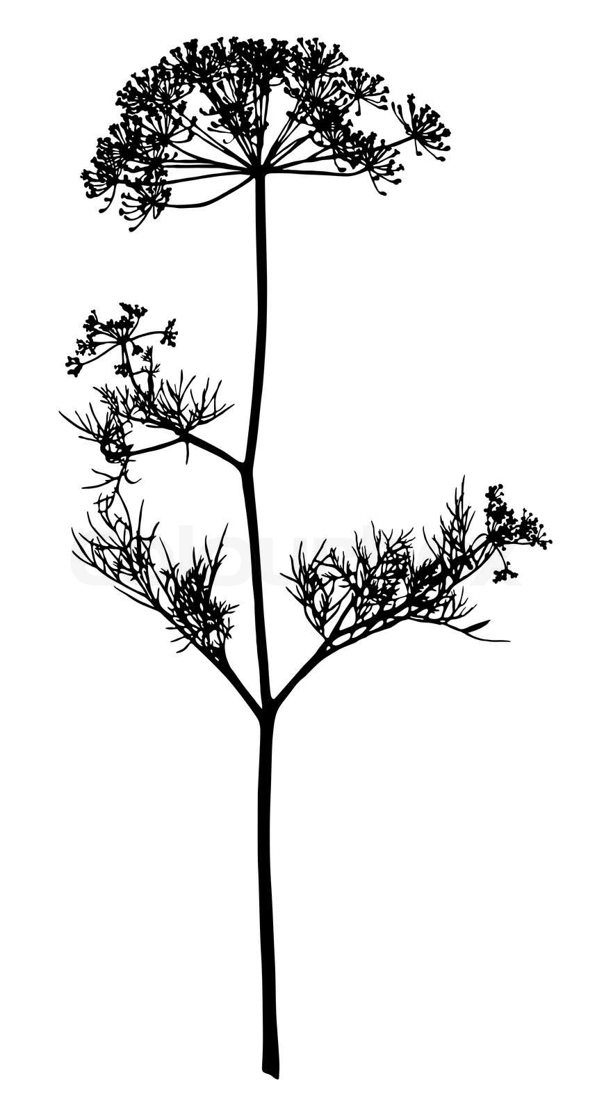 Silhouette of an inflorescence of fennel | Stock vector | Colourbox Silhouette of an inflorescence of fennel | Stock vector | Colourbox