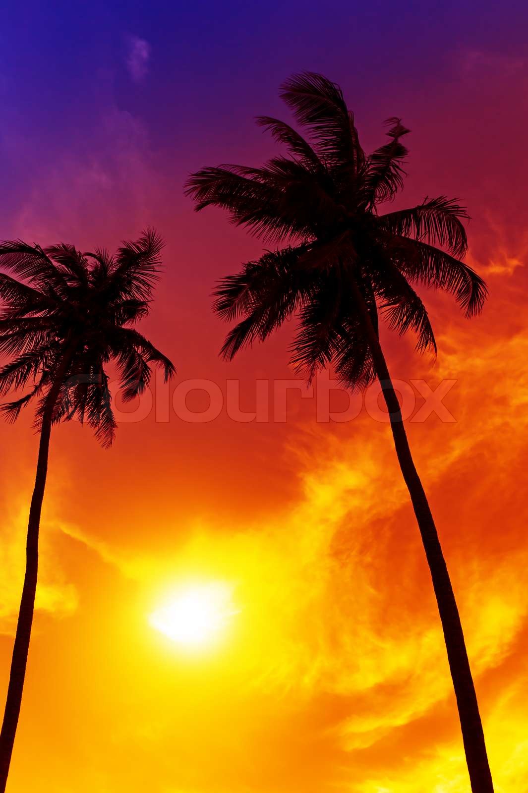 Palme Sonnenuntergang am tropischen Strand | Stock Bild | Colourbox
